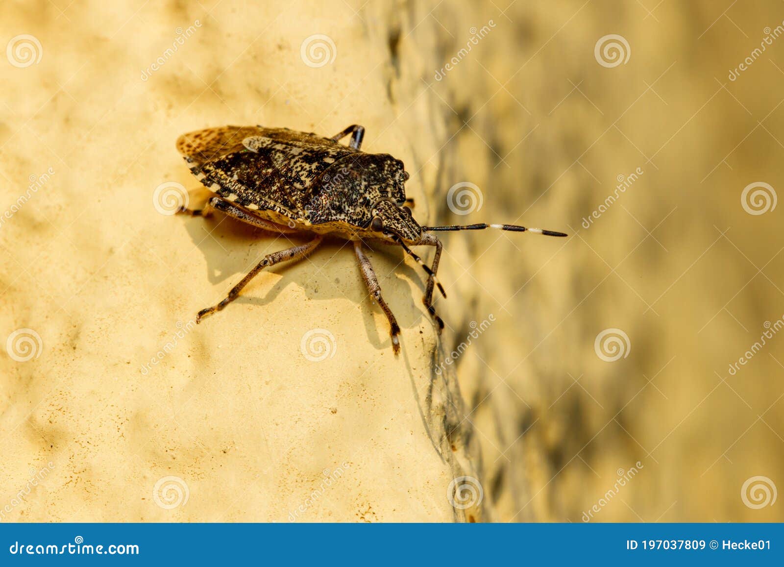 A gray garden bug stock image. Image of wild, black - 197037809