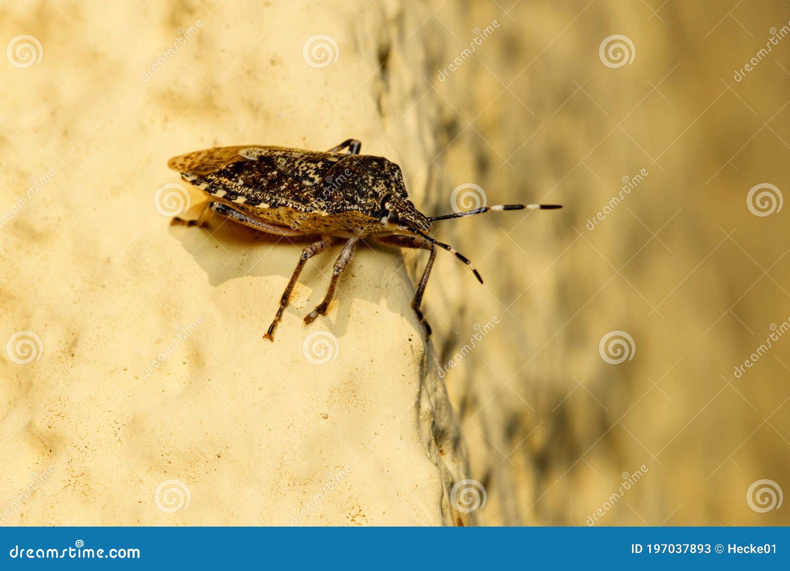 A gray garden bug stock image. Image of wall, pest, insect - 197037893