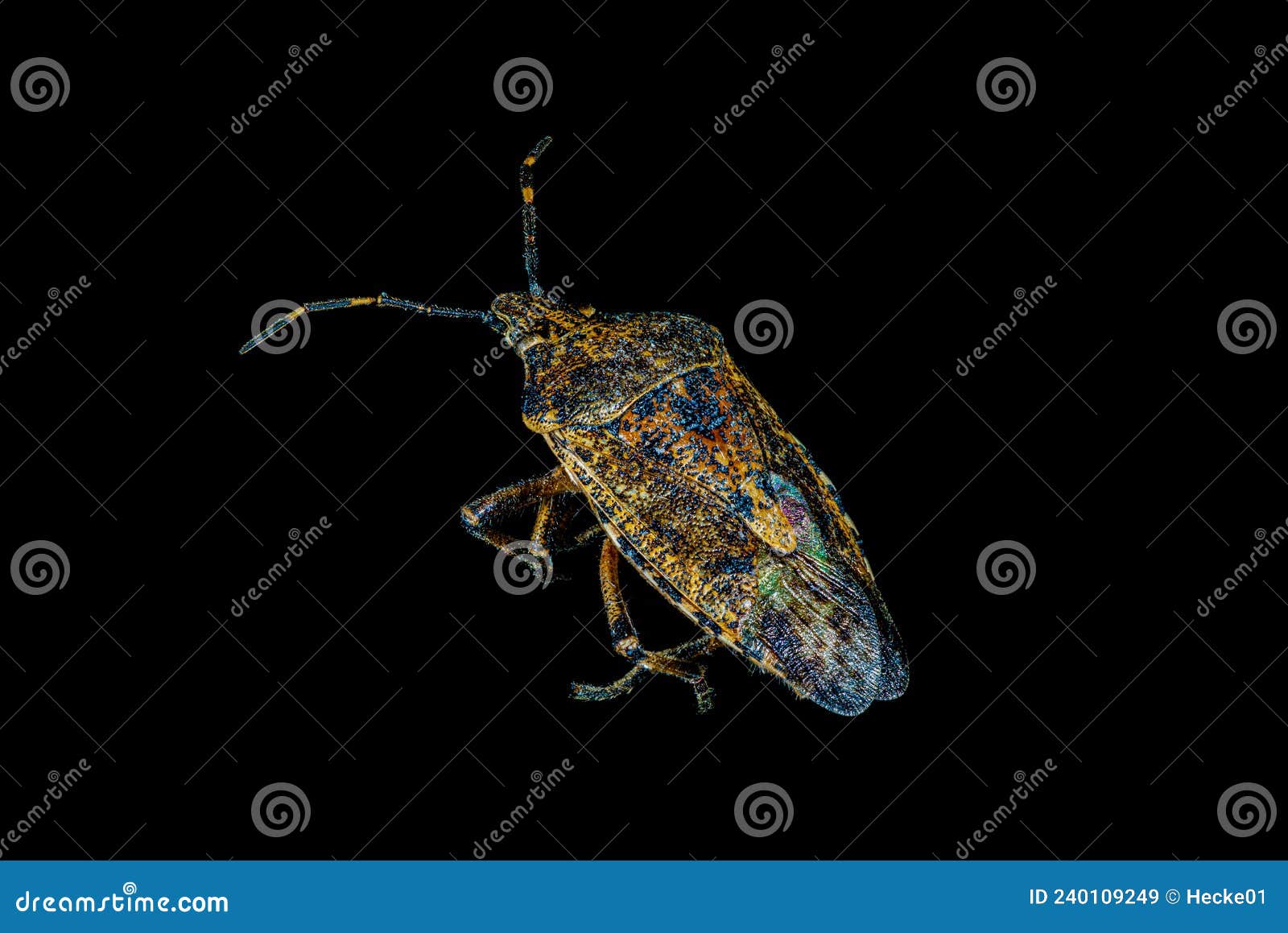 Gray Garden Bug or Stink Bug Stock Image - Image of garden ...