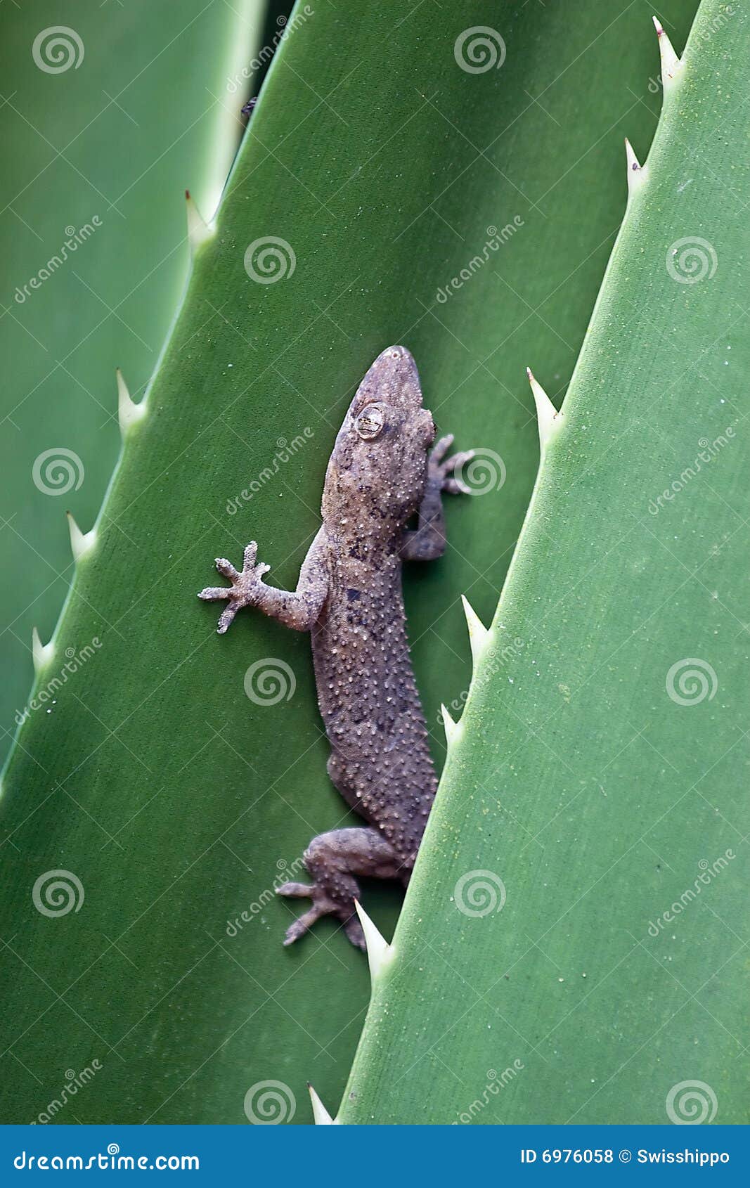 Gray gecko stock photo. Image of ecology, foliage, cute - 6976058