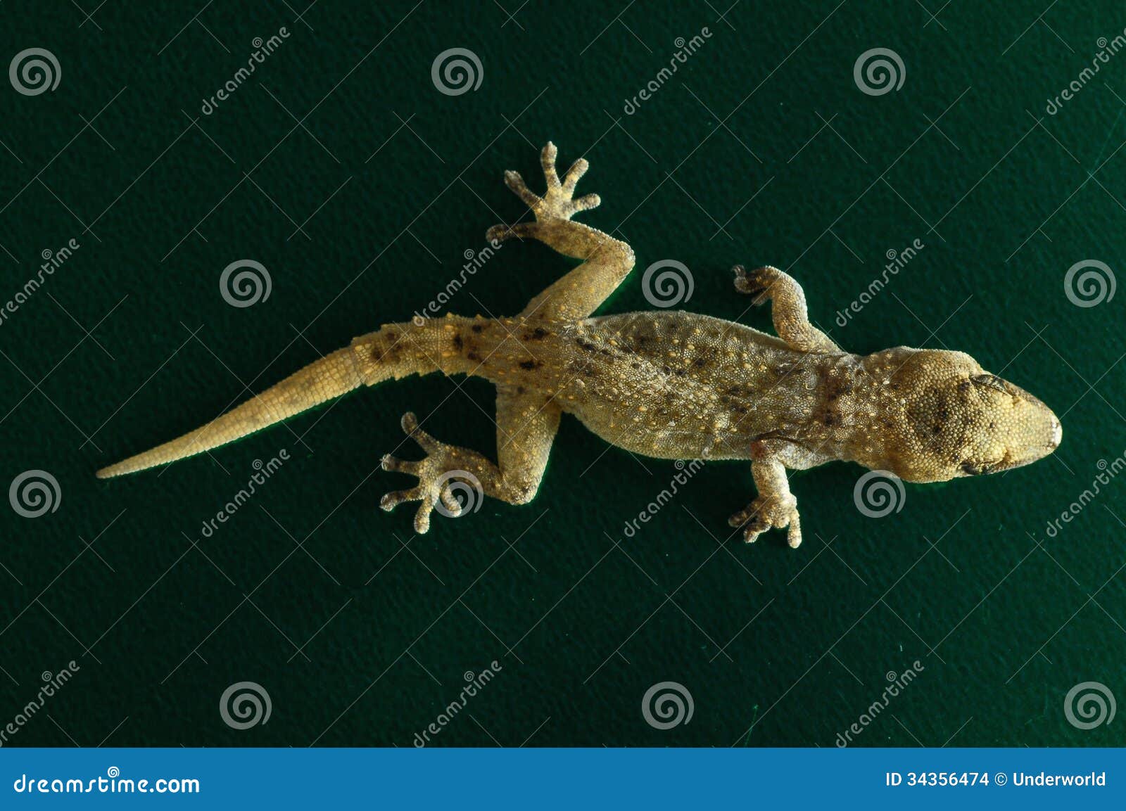 Gray Gecko Lizard foto de archivo. Imagen de salvaje - 34356474