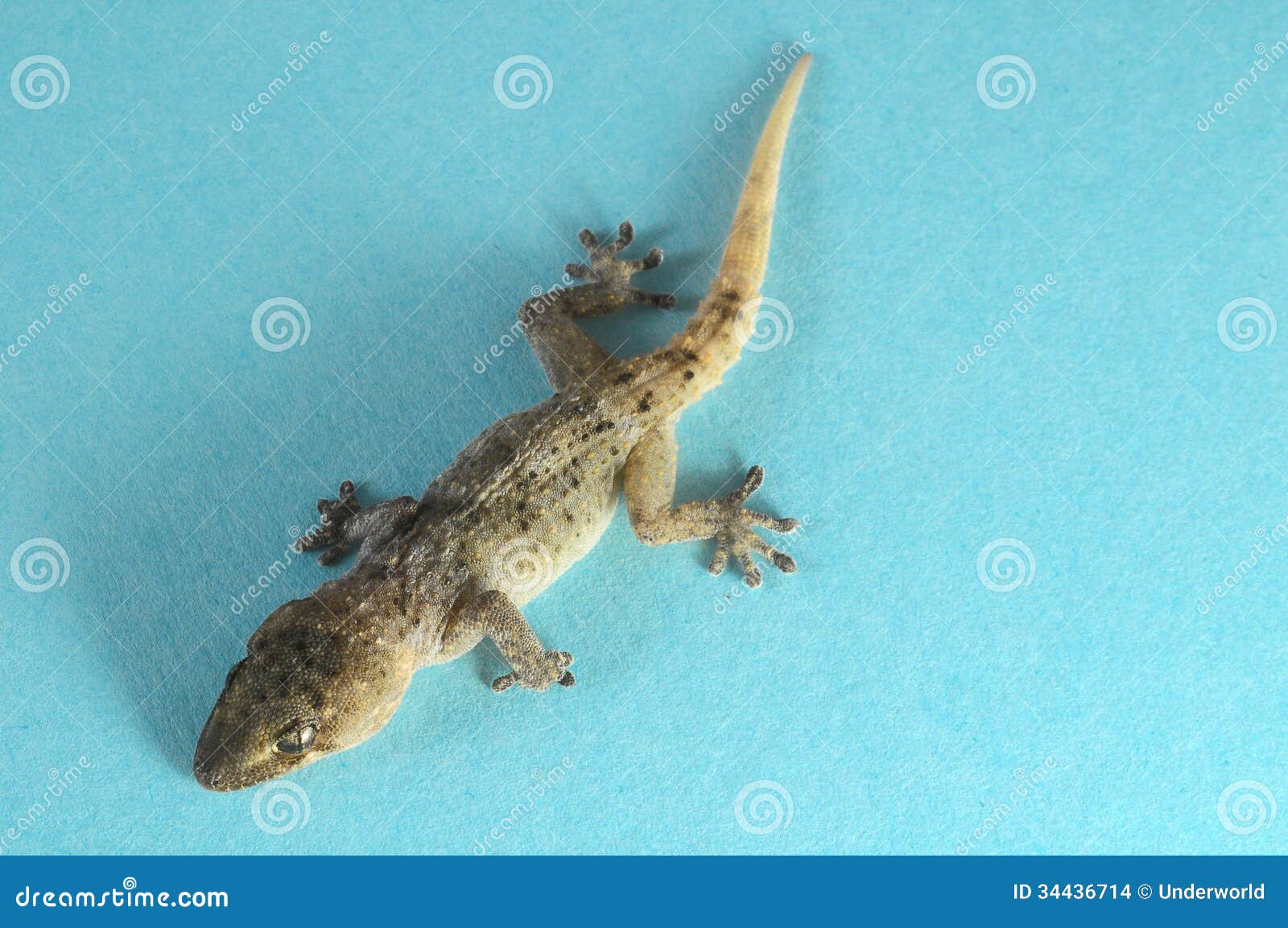 Gray Gecko Lizard foto de archivo. Imagen de primer, criatura - 34436714