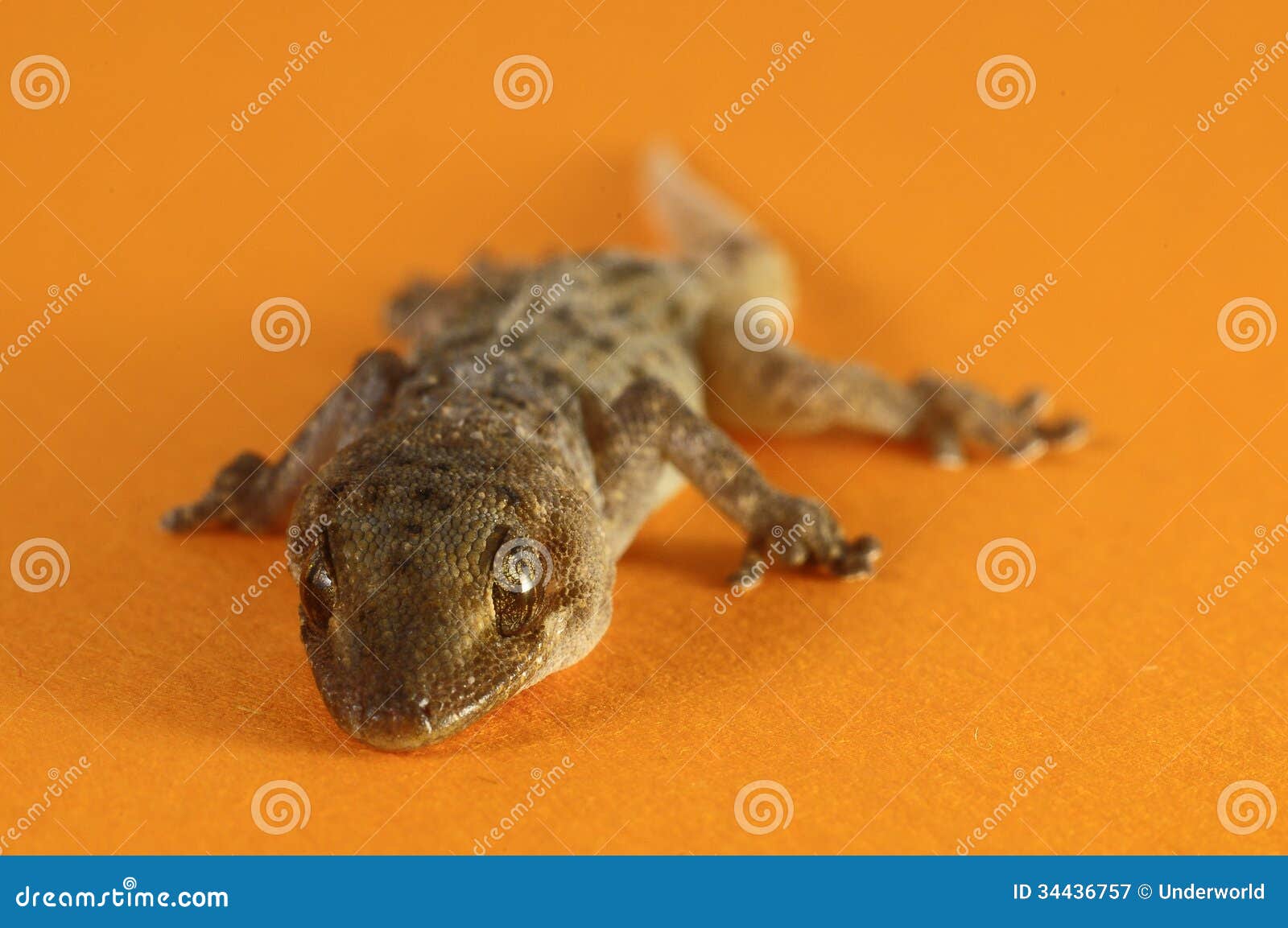 Gray Gecko Lizard imagen de archivo. Imagen de blanco - 34436757