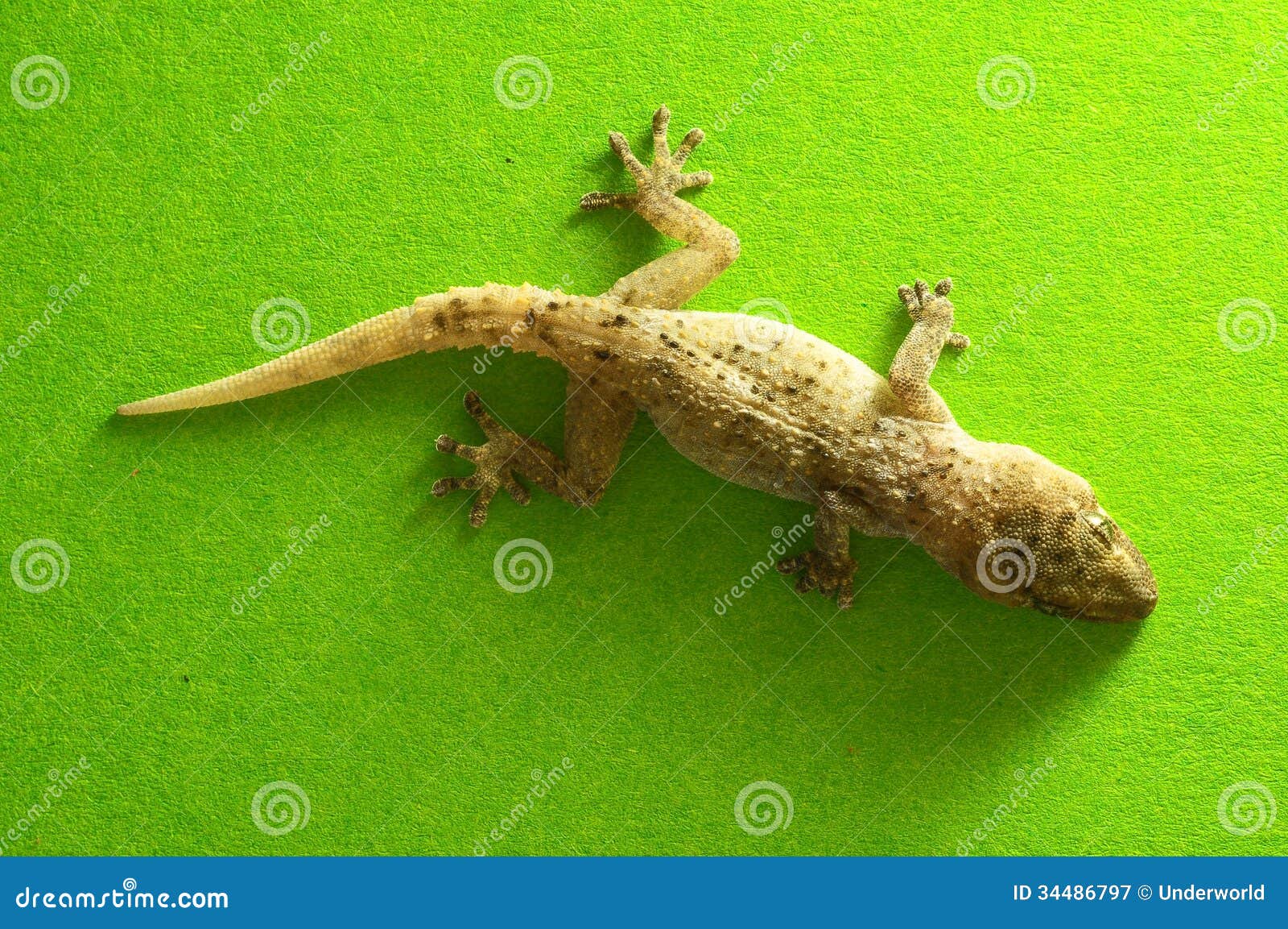 Gray Gecko Lizard imagen de archivo. Imagen de casa, geco - 34486797