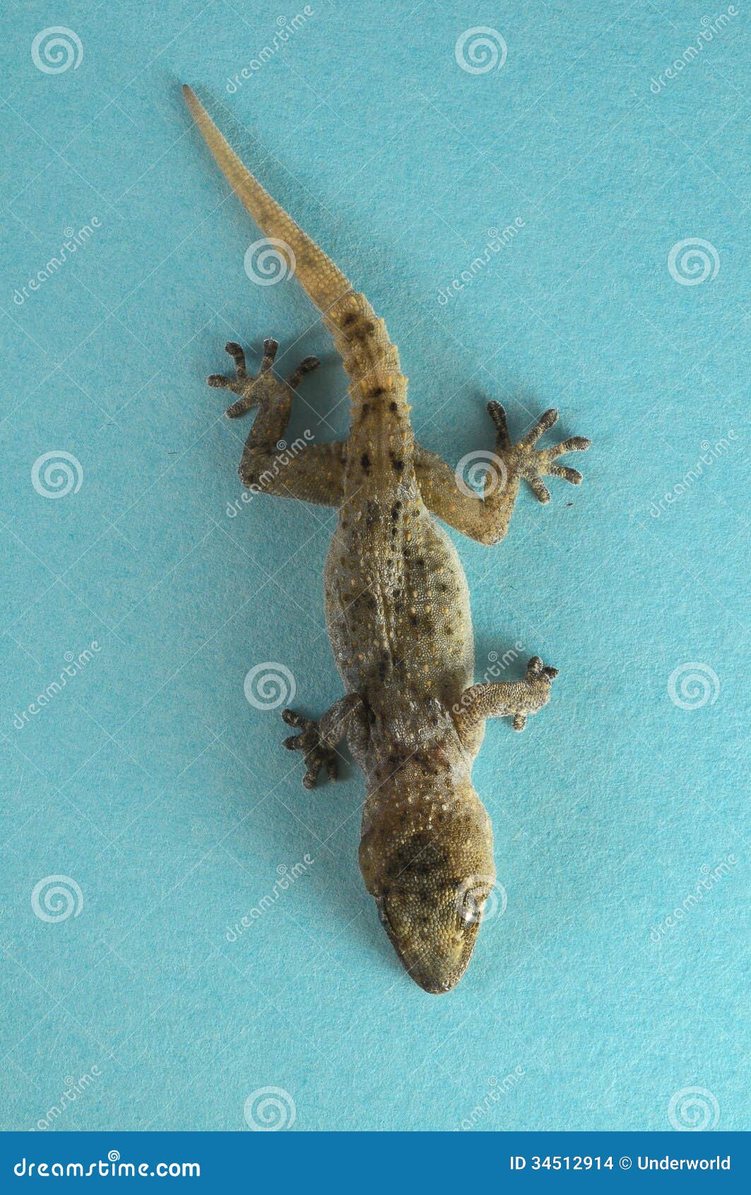 Gray Gecko Lizard foto de archivo. Imagen de blanco, completo - 34512914