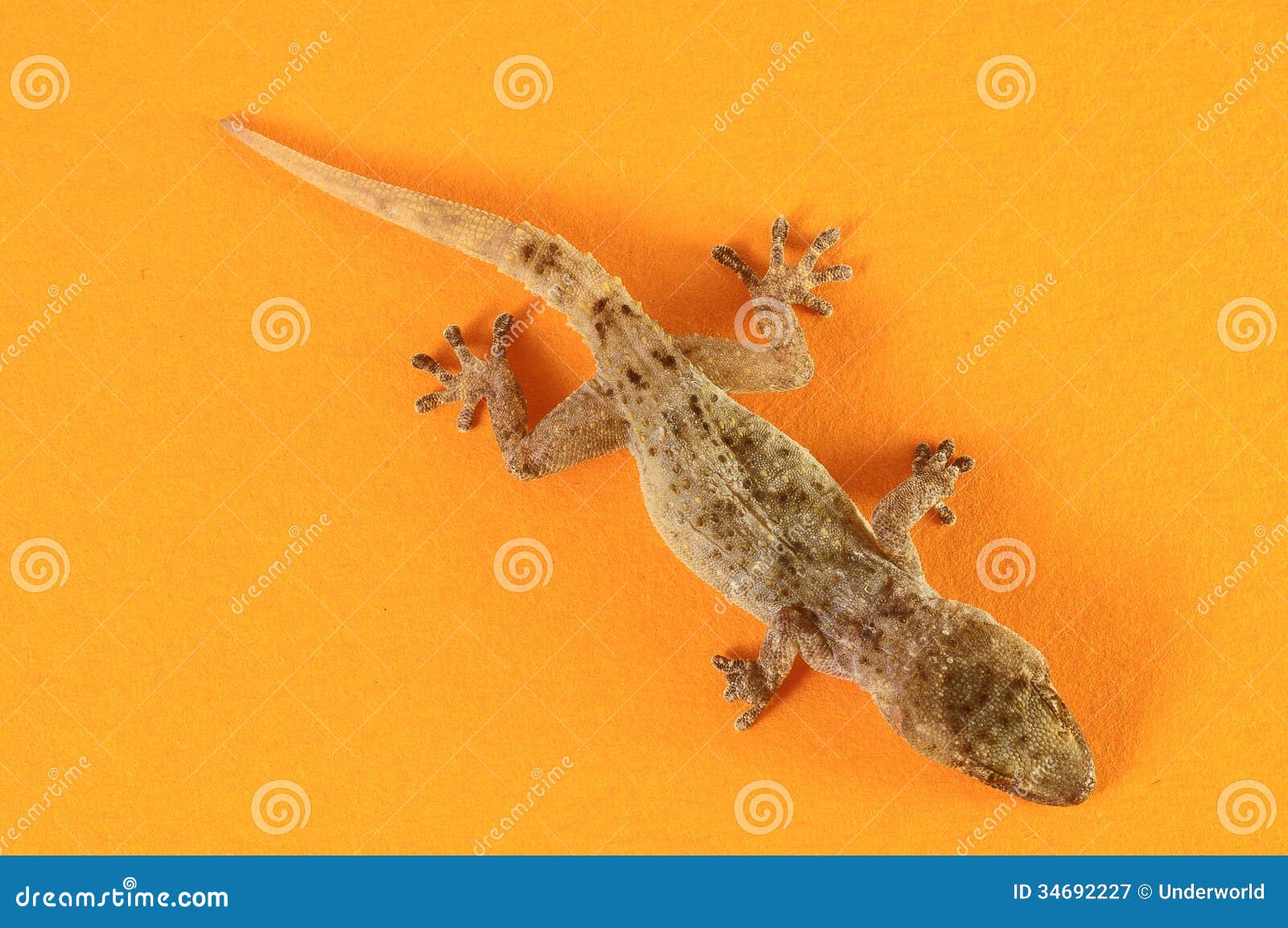 Gray Gecko Lizard stockbild. Bild von farbe, haut, makro - 34692227