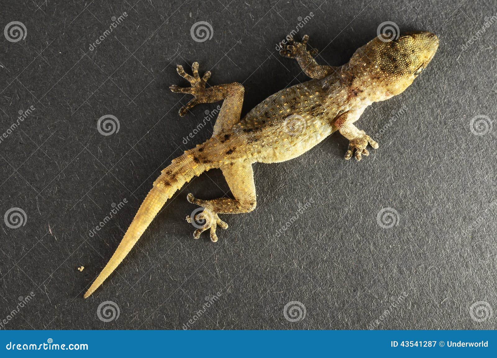 Gray Gecko Lizard stock afbeelding. Image of studio, fauna - 43541287