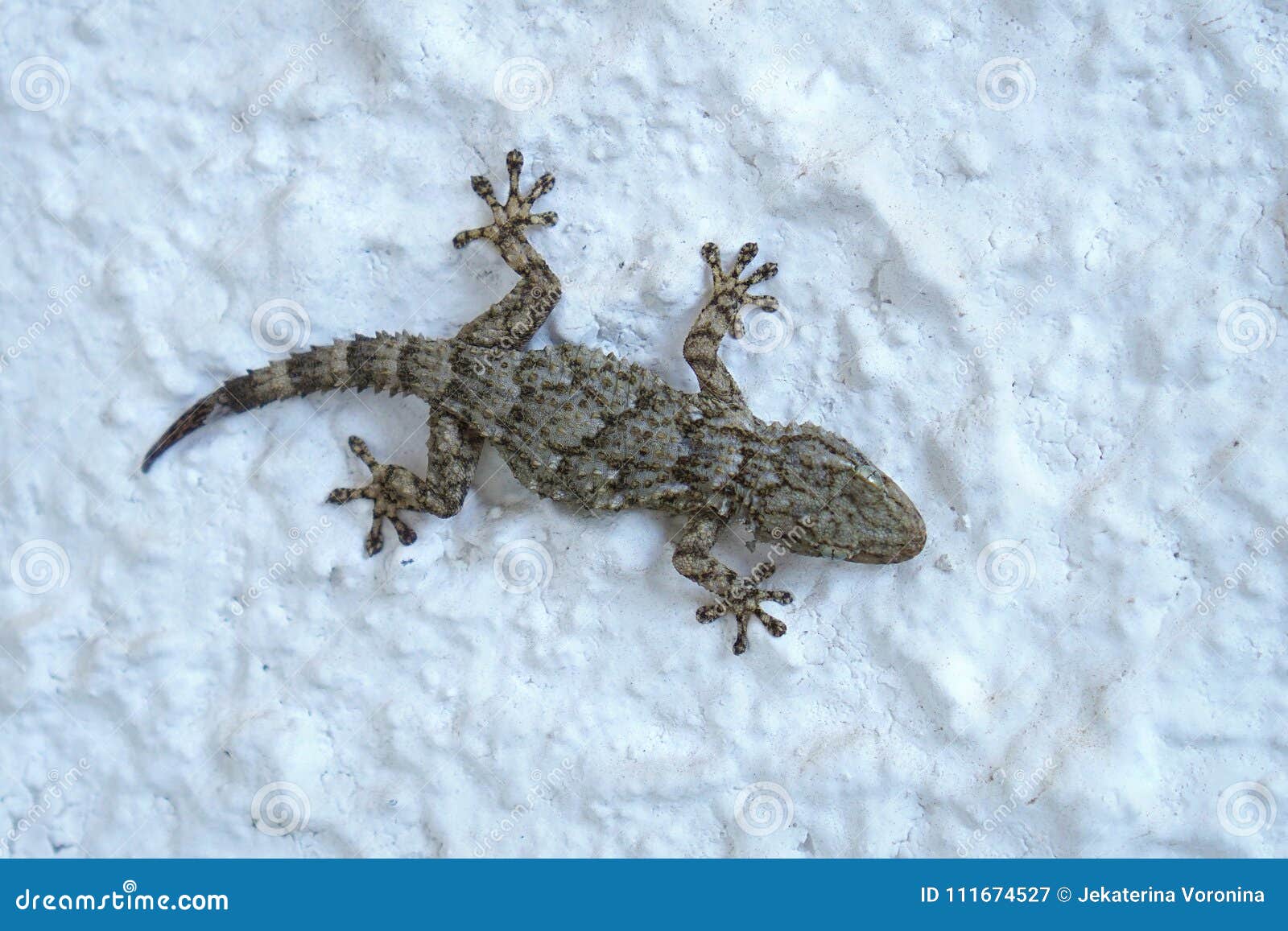 Gray gecko lizard stock image. Image of isolated, colors - 111674527
