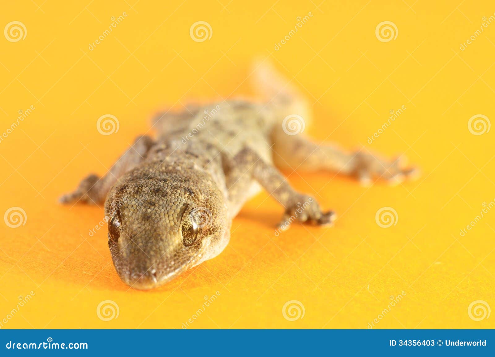 Gray Gecko Lizard stock image. Image of fauna, reptilian - 34356403