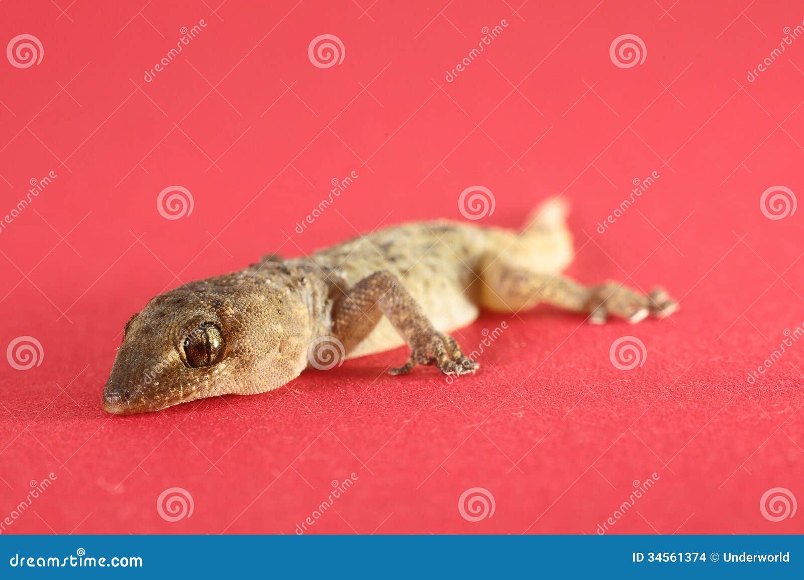 Gray Gecko Lizard stock photo. Image of exotic, curious - 34561374