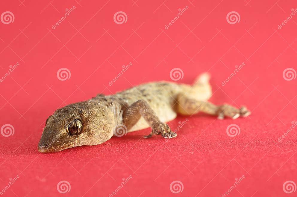 Gray Gecko Lizard stock photo. Image of exotic, curious - 34561374