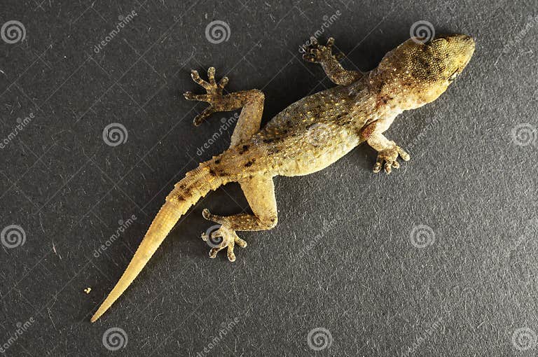 Gray Gecko Lizard stock image. Image of reptilian, exotic - 43541287