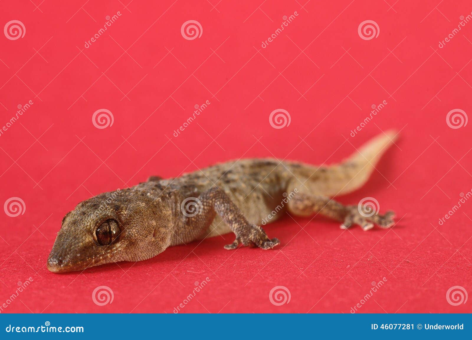 Gray Gecko Lizard stock image. Image of close, closeup - 46077281