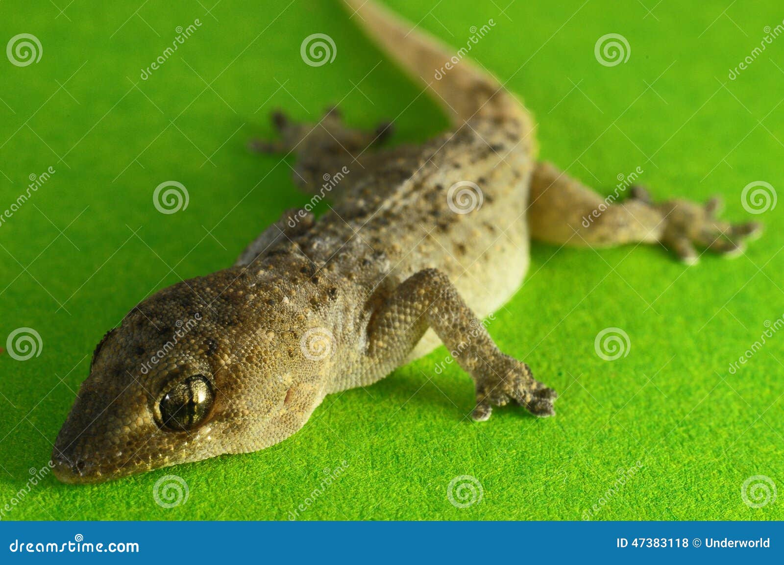 Gray Gecko Lizard stock photo. Image of macro, gecko - 47383118
