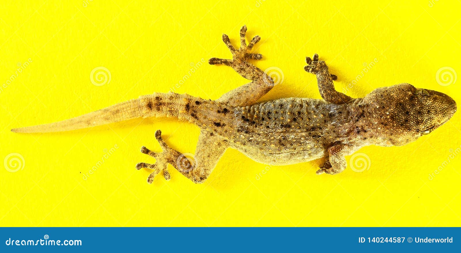 Gray Gecko Lizard stock image. Image of animal, lizard - 140244587