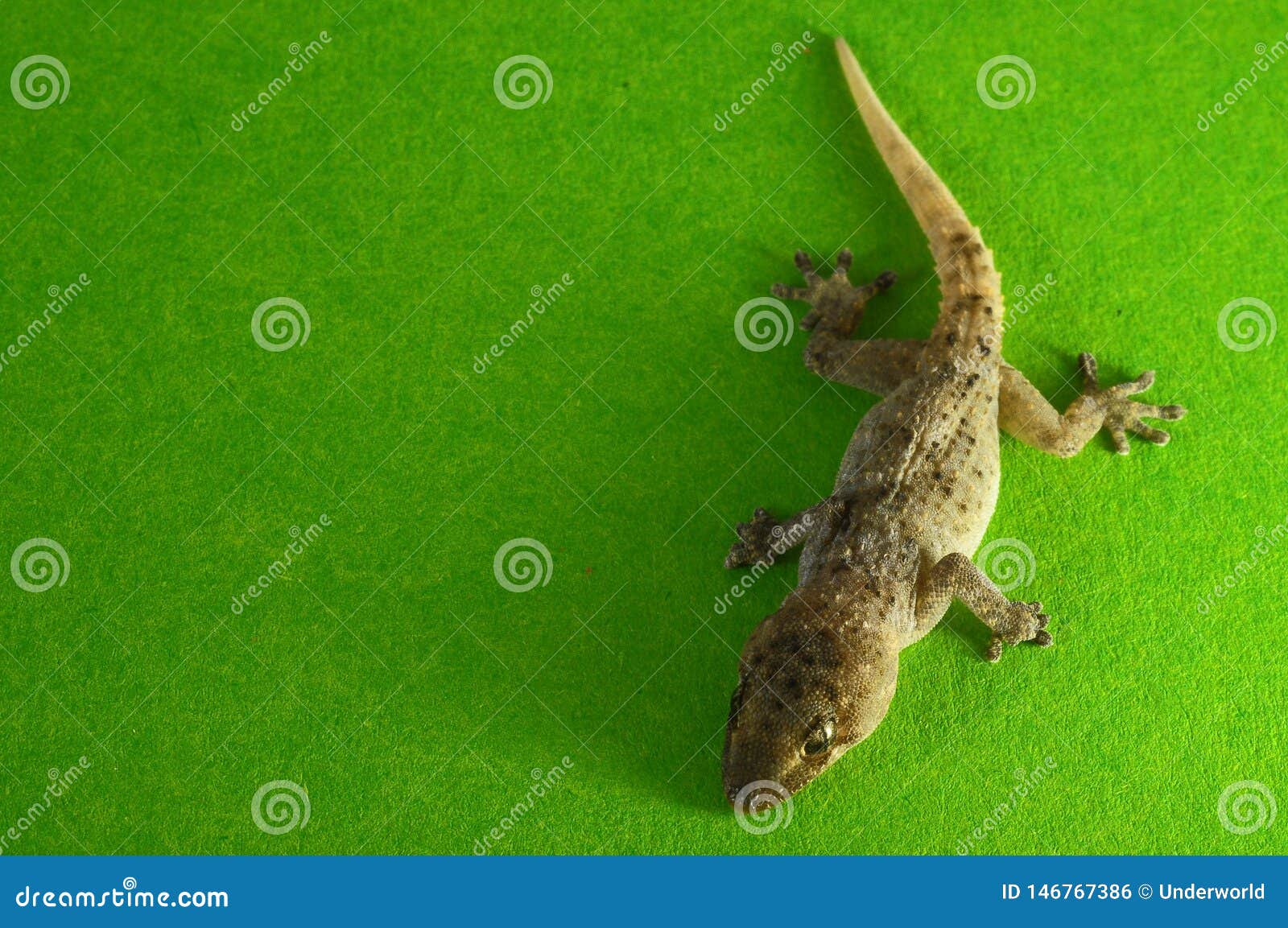 Gray Gecko Lizard stock photo. Image of reflection, leaf - 146767386