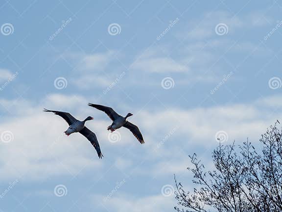 2 Gray Geese Flying in Blue Sky Stock Photo - Image of flying ...
