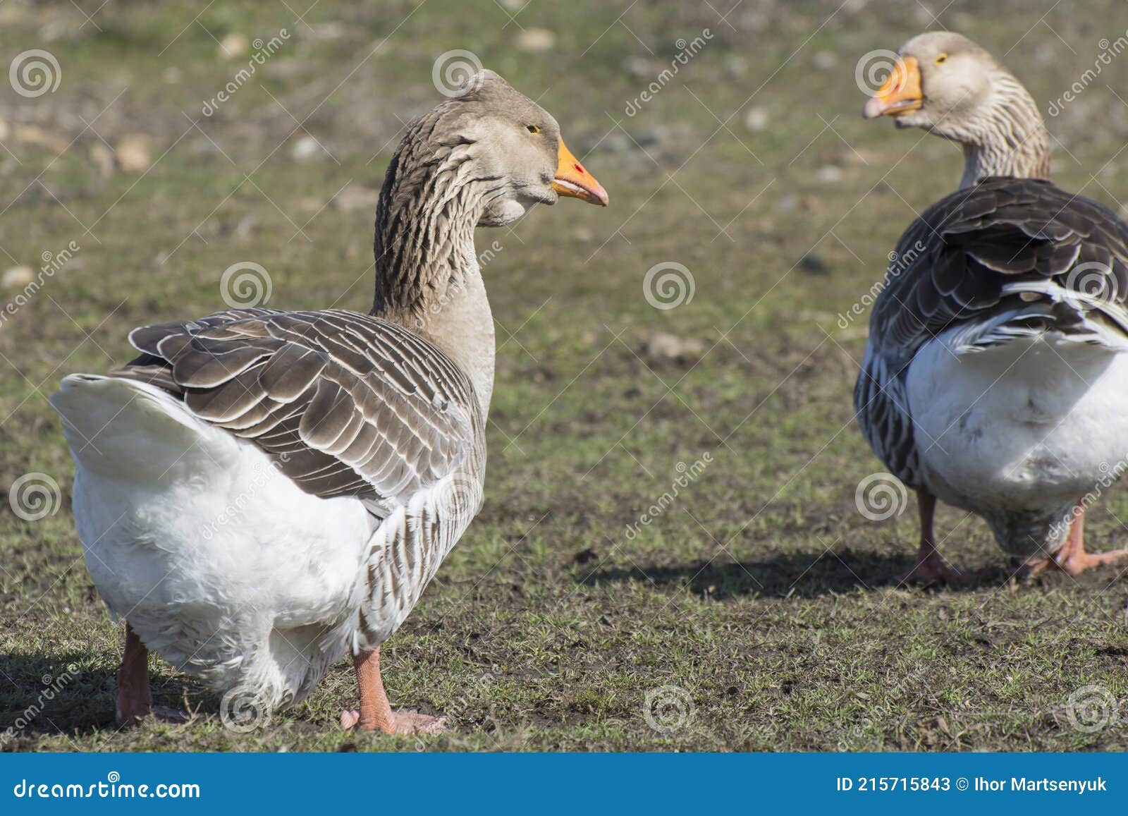 Gray Geese in the Pasture. Poultry Breeding Stock Image - Image of ...