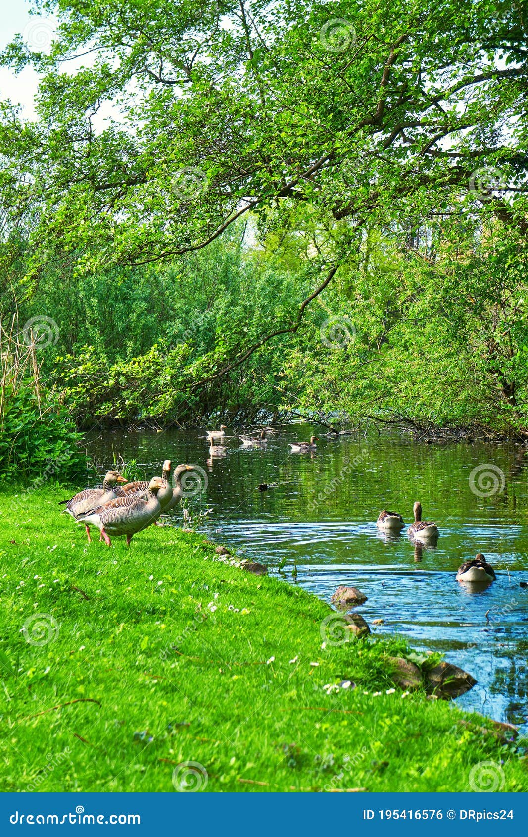 Gray Geese by the River Under Trees. Anser Anser Domesticus Stock Photo ...