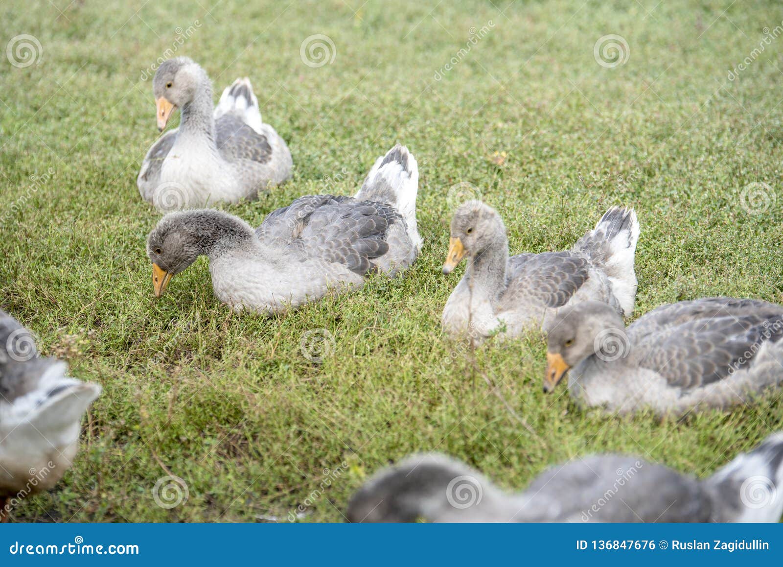 Gray Geese Walk on the Green Lawn Stock Photo - Image of fowl, fauna ...
