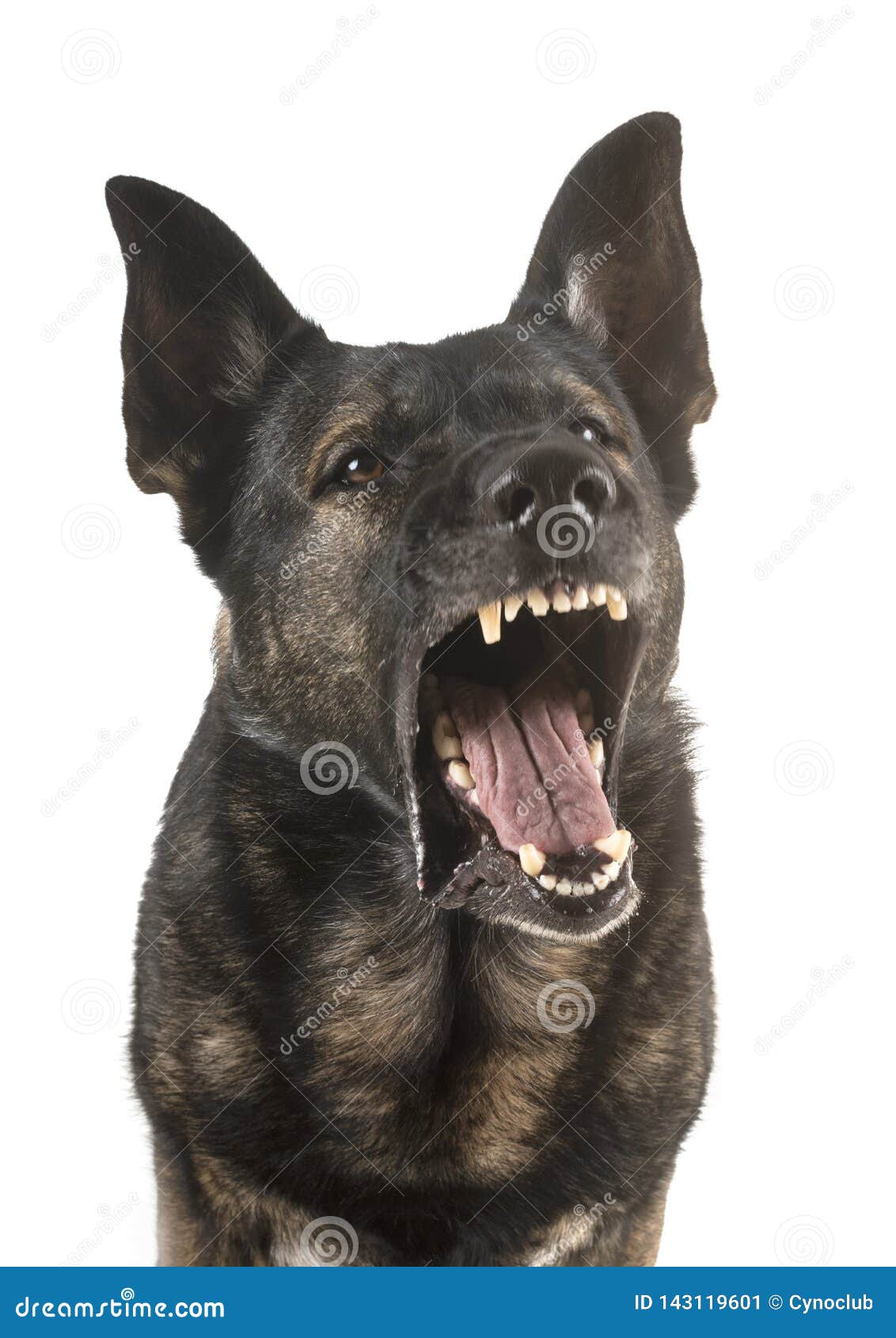 Gray german shepherd stock image. Image of biting, barking - 143119601