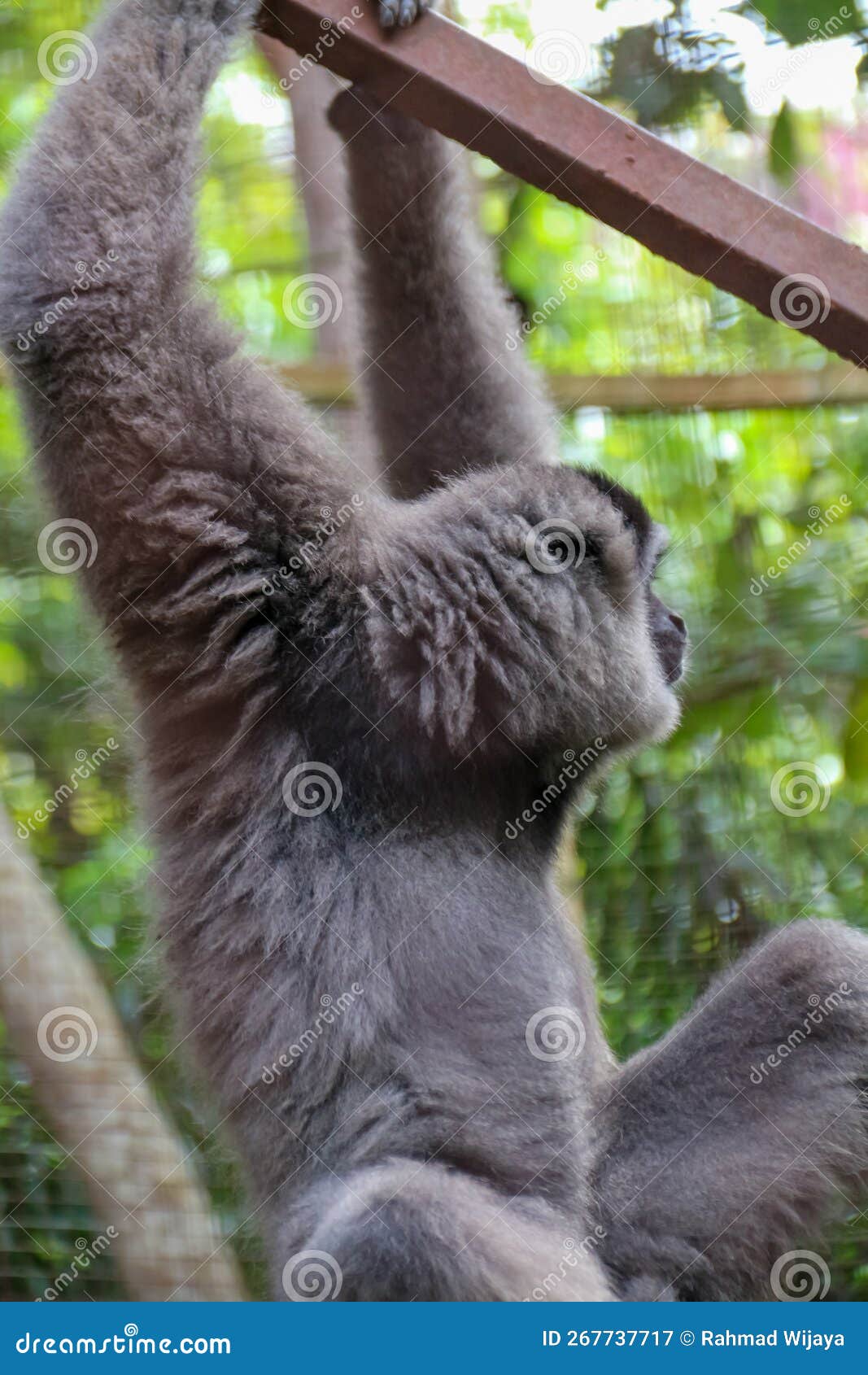 A Gray Gibbon in a Cage at a Zoo Stock Image - Image of squirrel ...