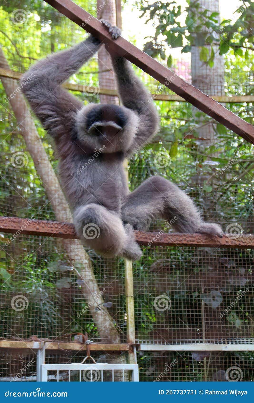 A Gray Gibbon in a Cage at a Zoo Stock Image - Image of mammal, gibbon ...