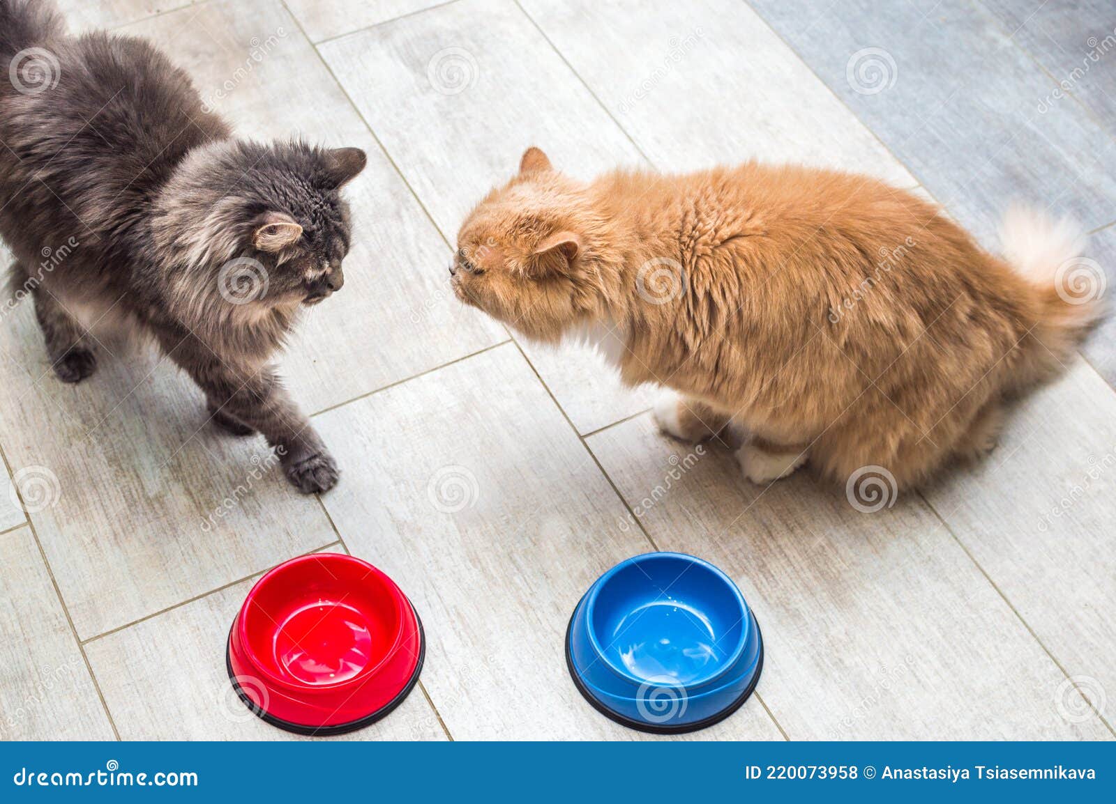 Gray and Ginger Cat by Empty Bowls of Food in the Kitchen. Concept Food ...