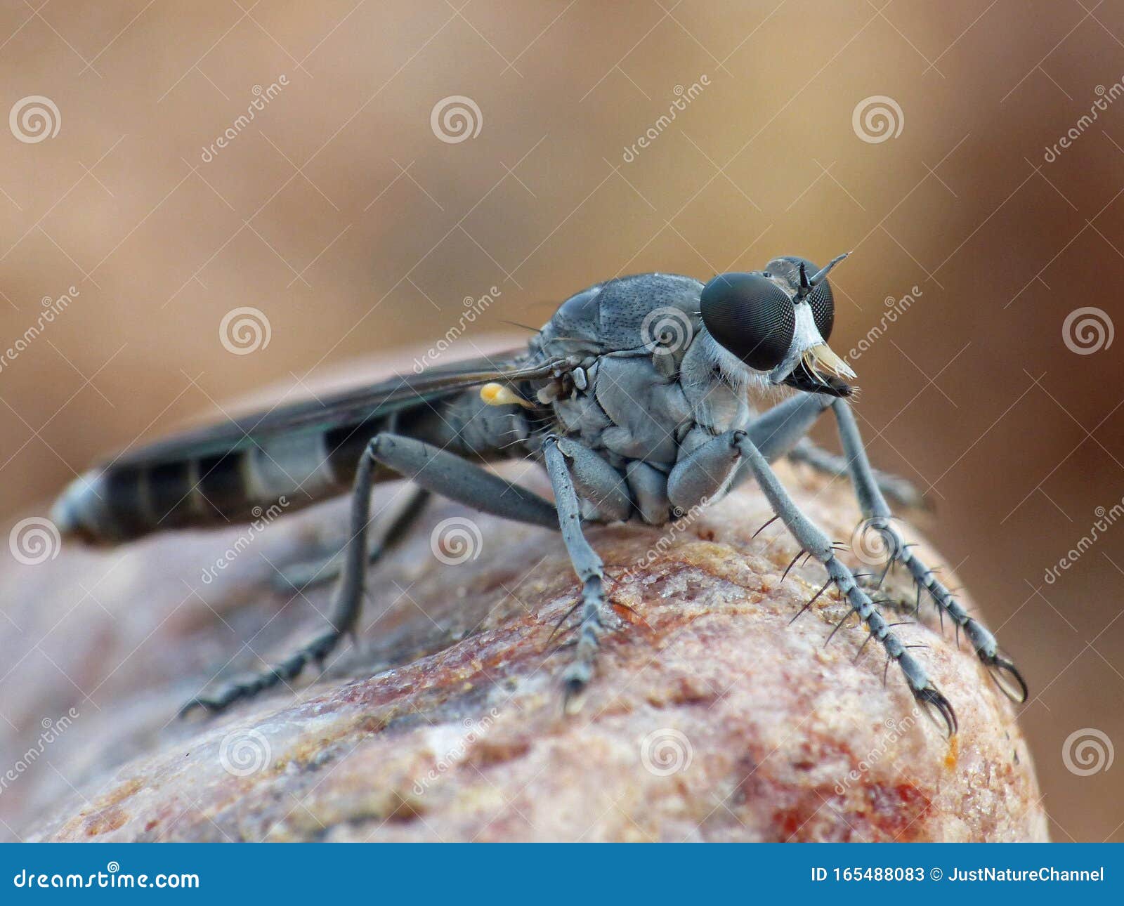 Gray Gnat Ogre on Stone 6 stock image. Image of resting - 165488083