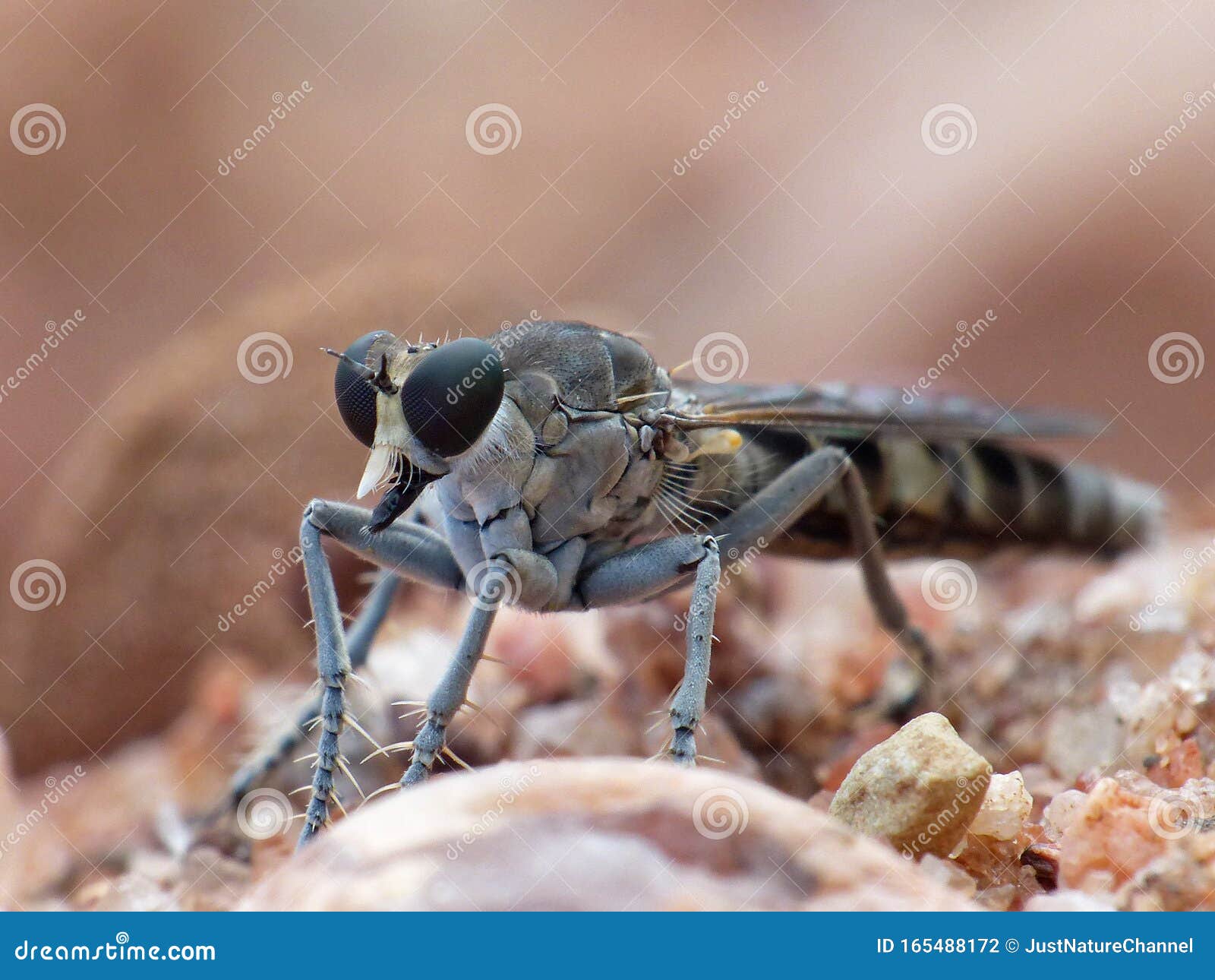 Gray Gnat Ogre on Stone 8 stock photo. Image of close - 165488172