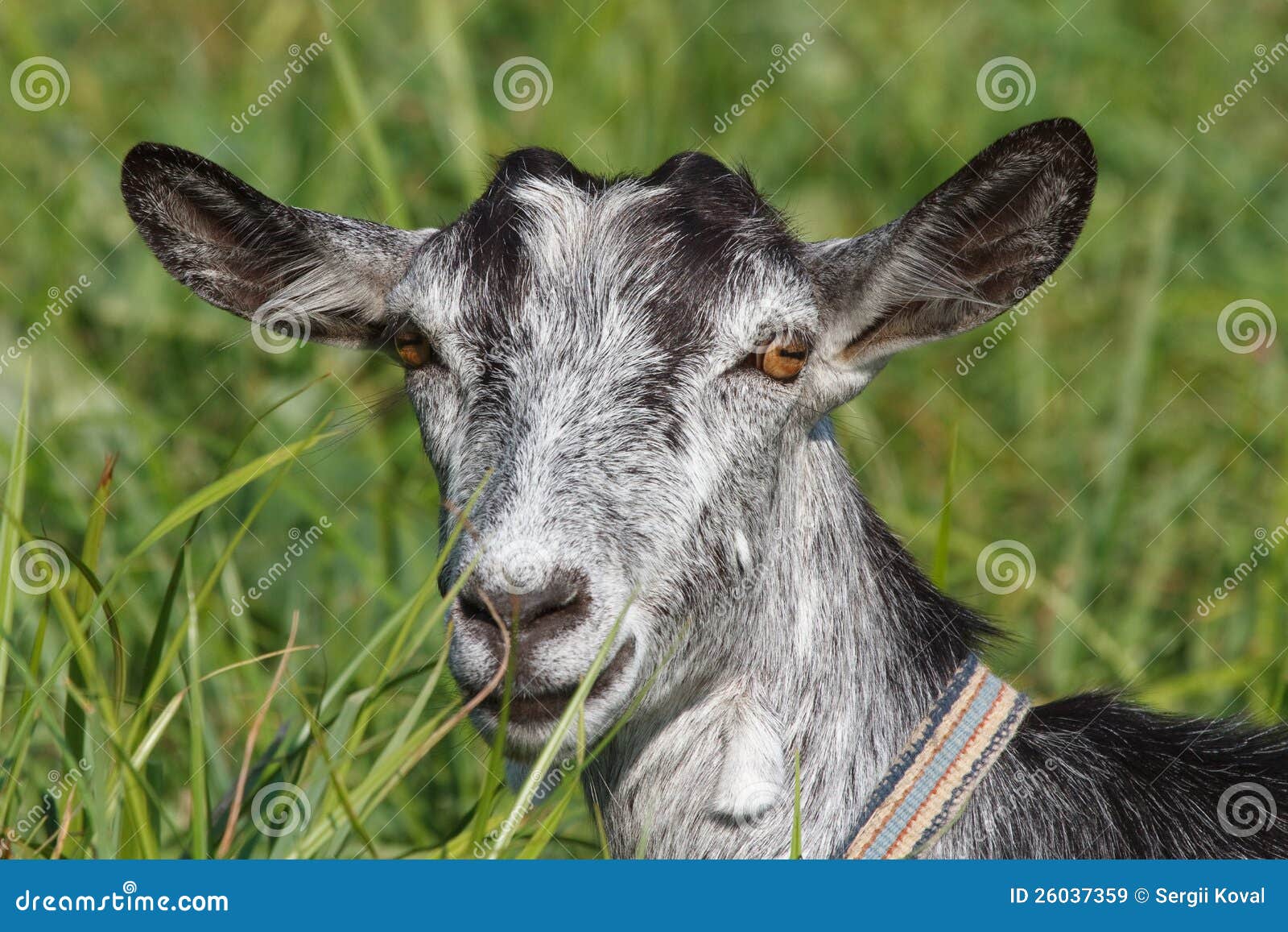 Gray goat stock image. Image of goat, innocence, beautiful - 26037359
