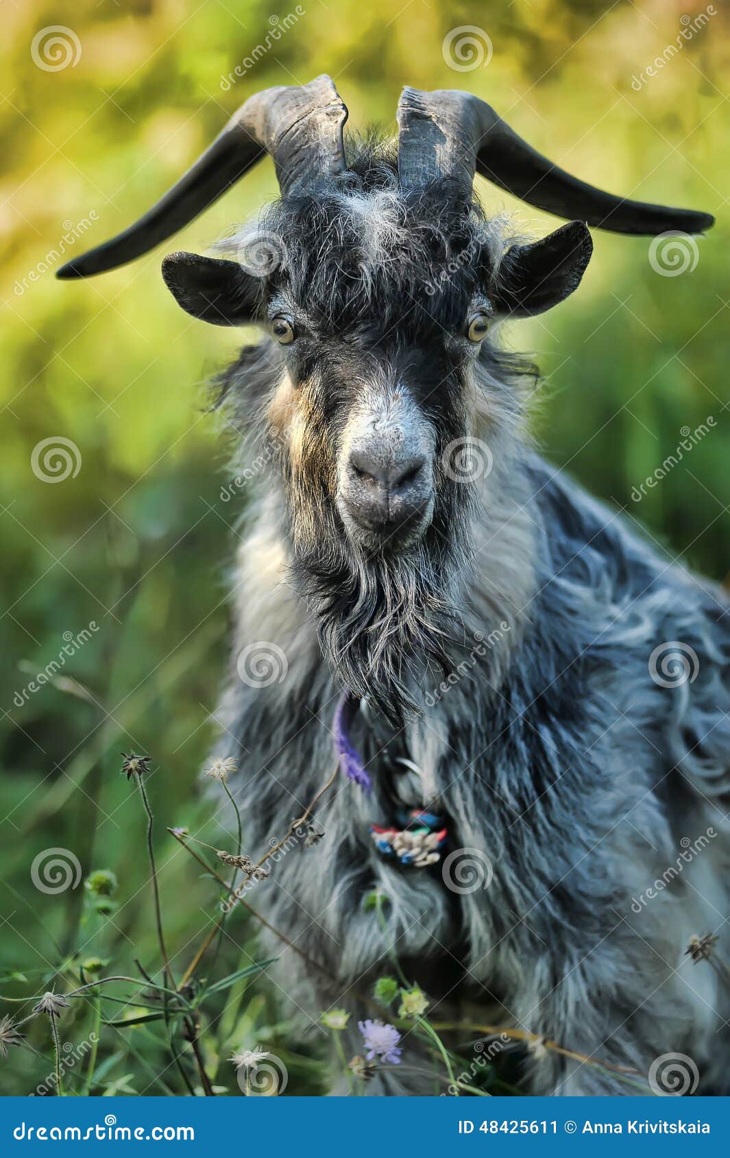 964 Goat Gray Grass Stock Photos - Free & Royalty-Free Stock Photos ...
