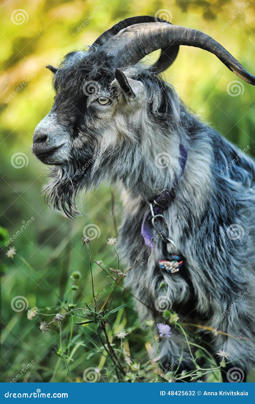 Gray goat stock photo. Image of color, animal, badge - 48425632