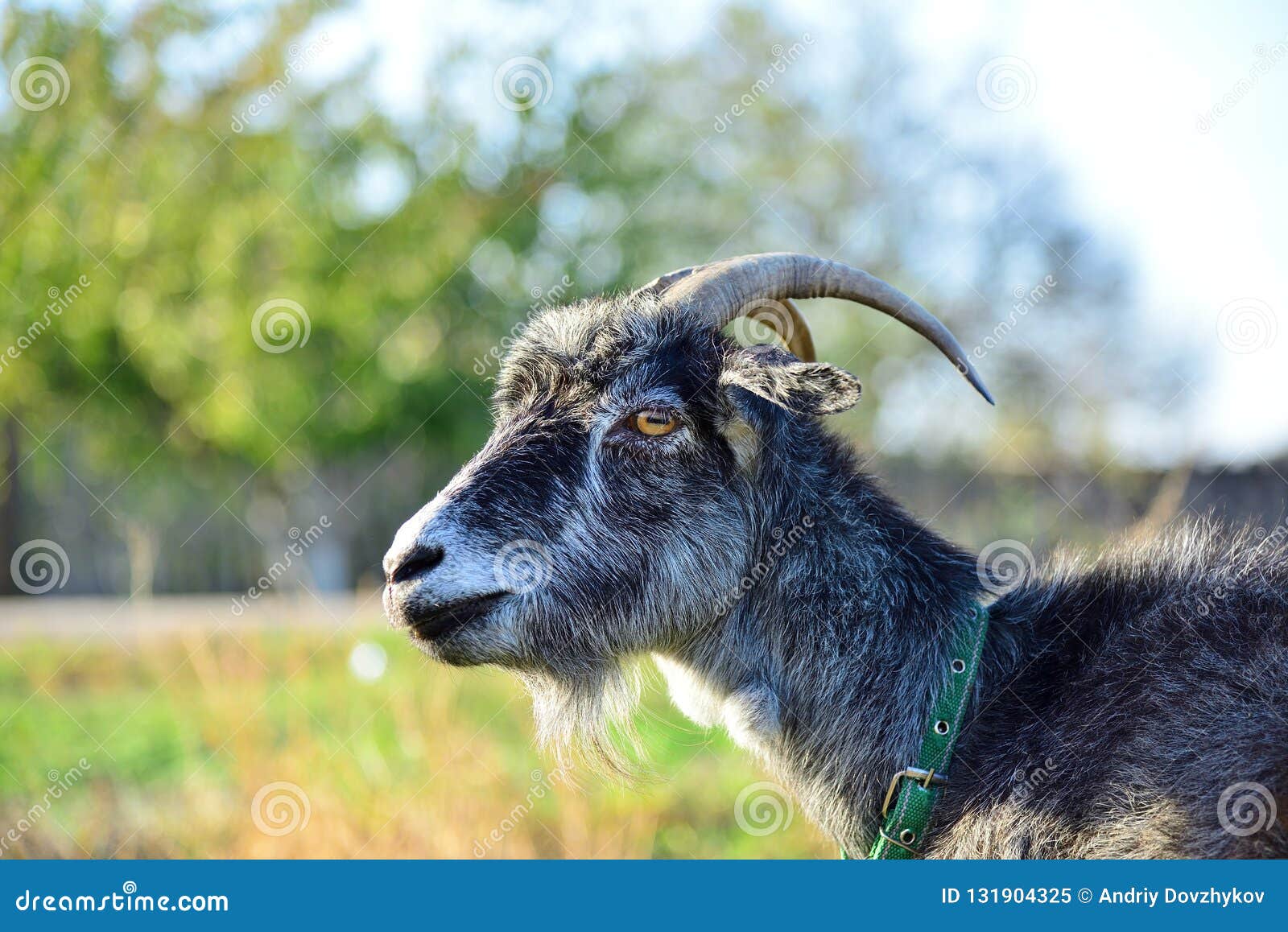 Gray Goat Grazes in a Meadow Close Up Stock Image - Image of capra ...