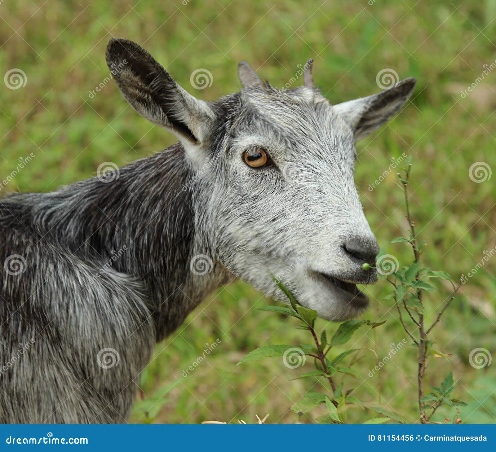 Gray Goat stock photo. Image of female, milk, feeding - 81154456