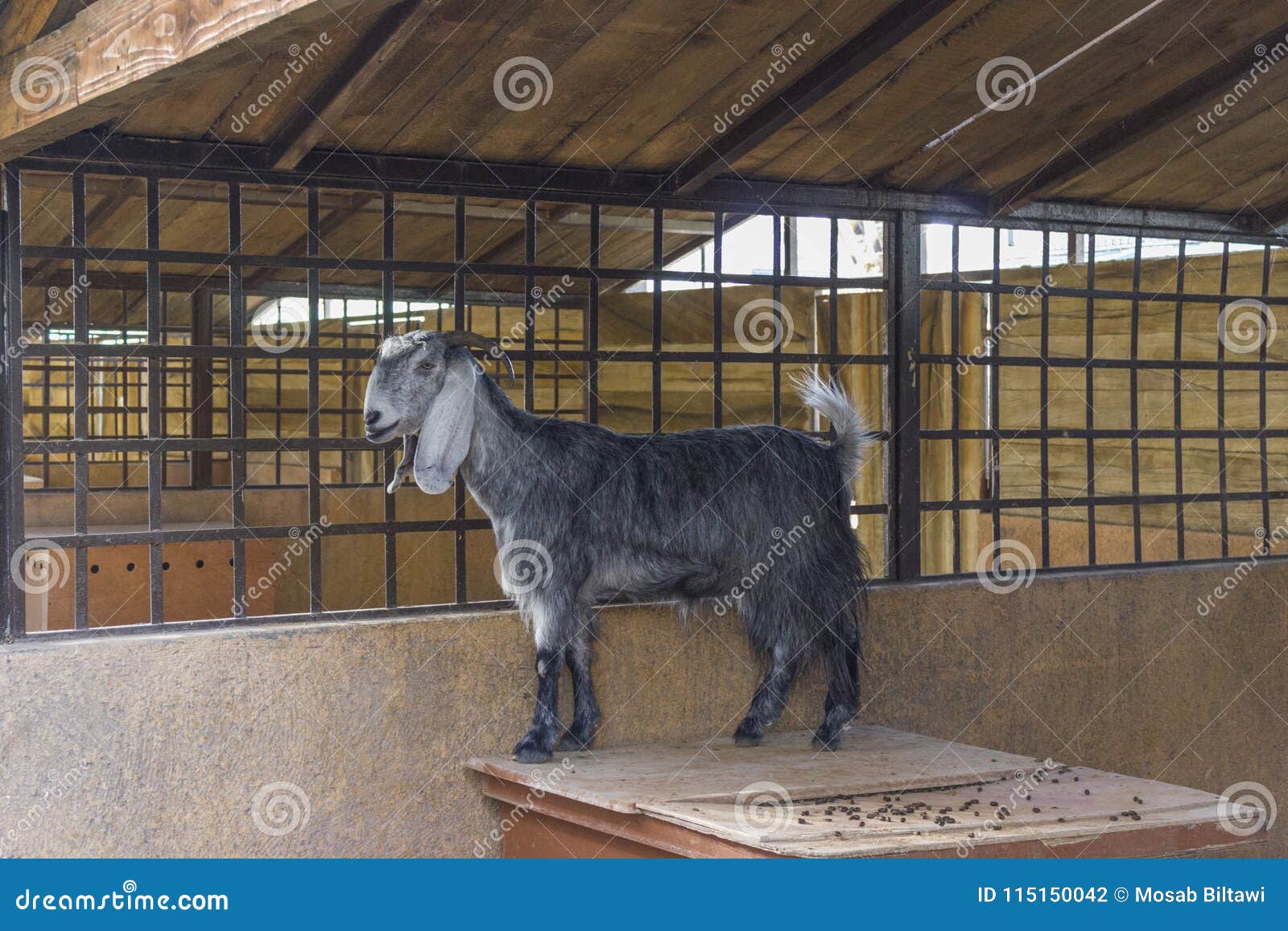 Gray Goat Standing in a Cage Stock Photo - Image of home, domestic ...