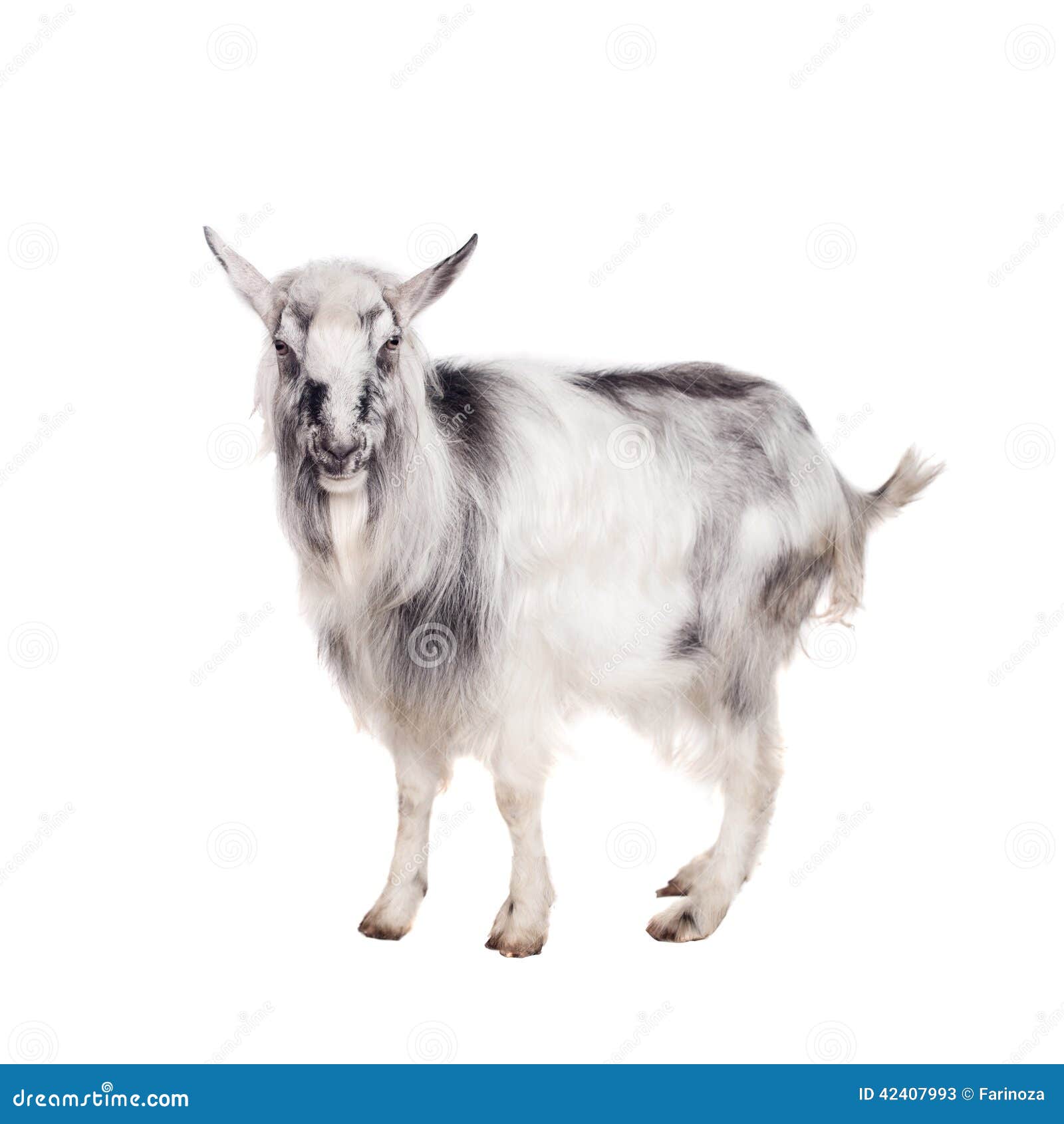 Gray goat on white stock image. Image of isolated, profile - 42407993