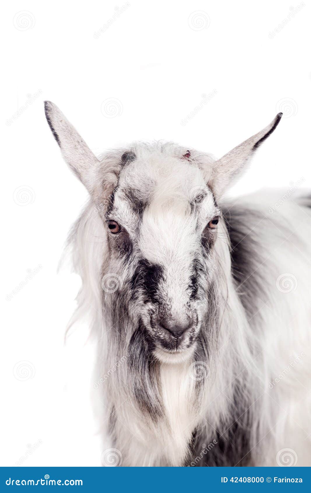 Gray goat on white stock photo. Image of saanen, animal - 42408000