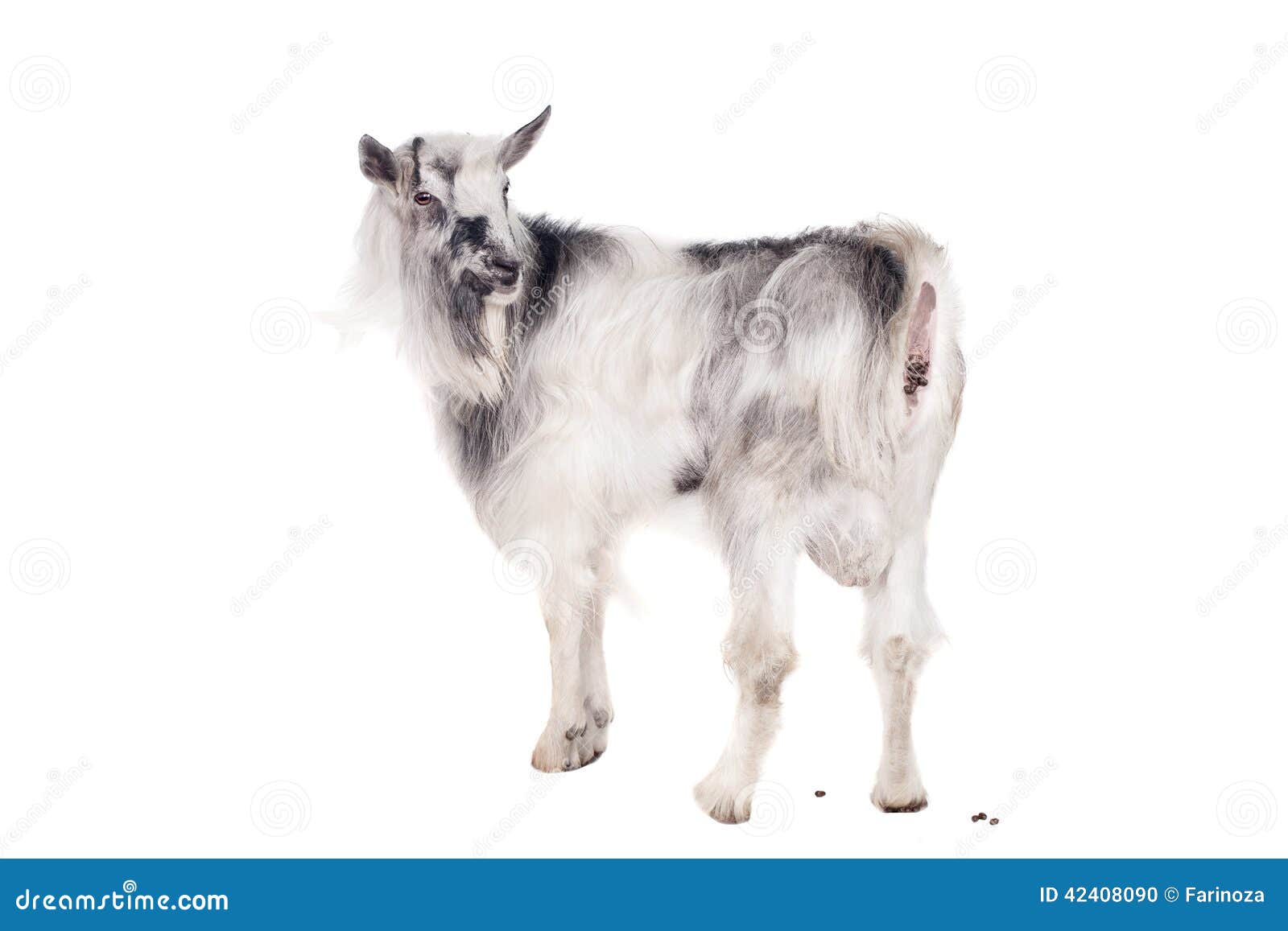 Gray goat on white stock photo. Image of livestock, cutouts - 42408090