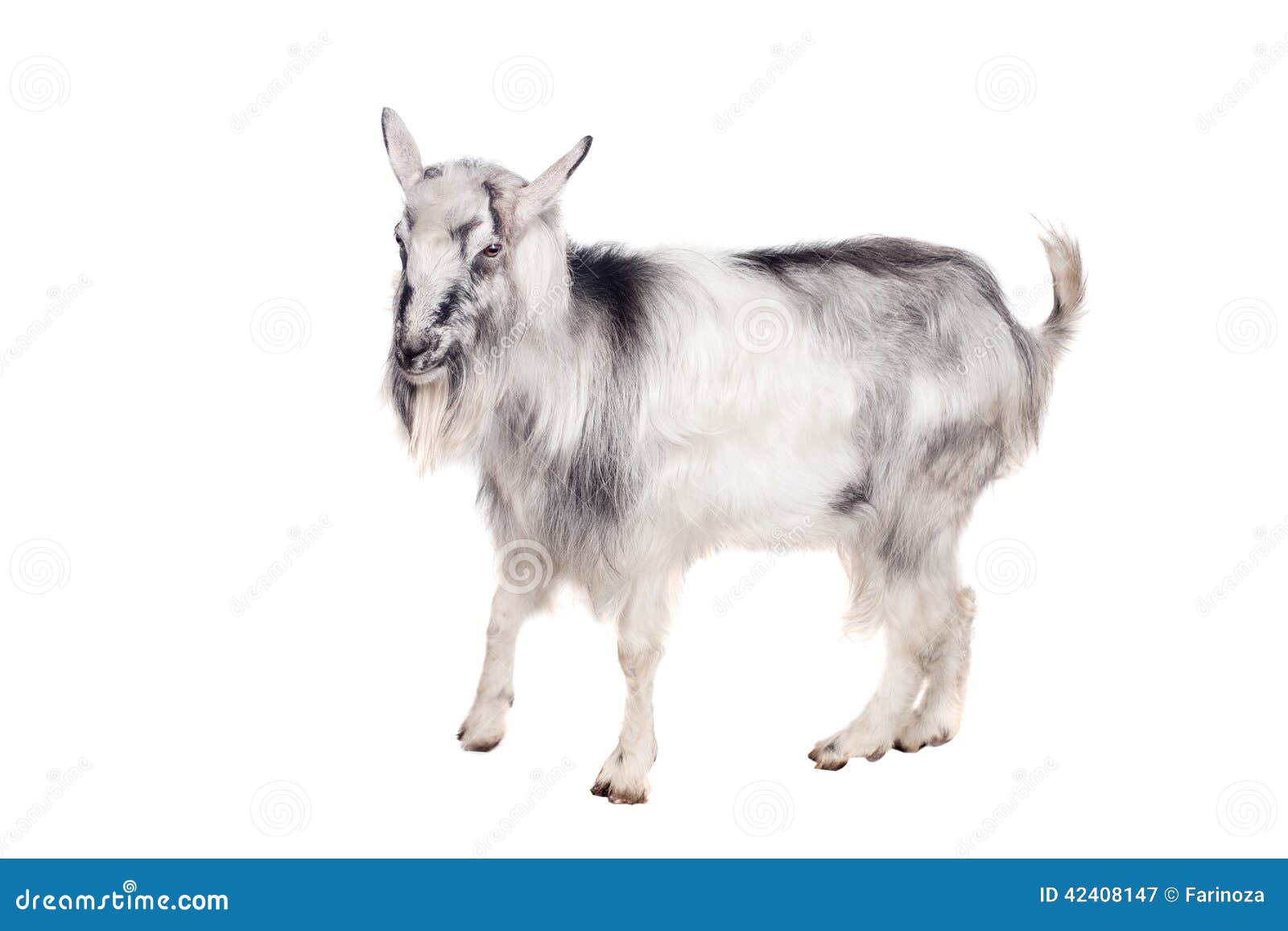 Gray goat on white stock image. Image of nubian, livestock - 42408147