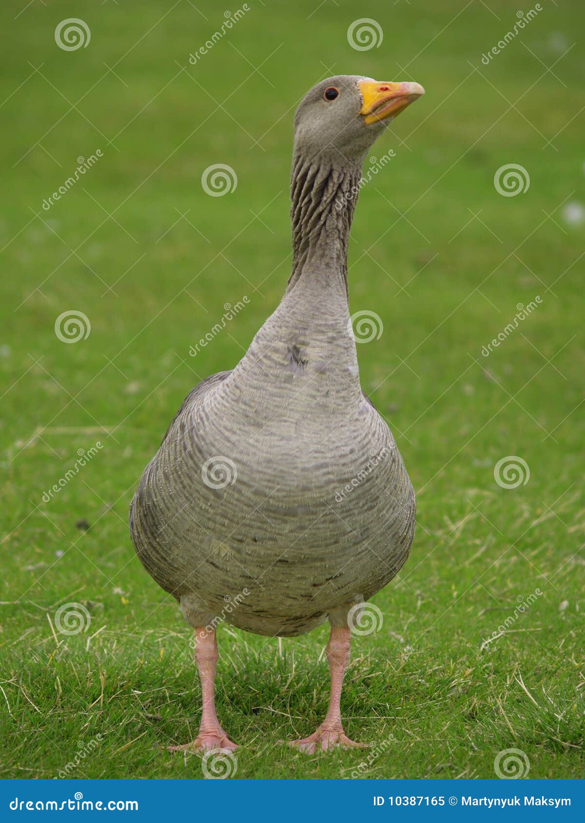Gray goose stock image. Image of farm, alone, nature - 10387165