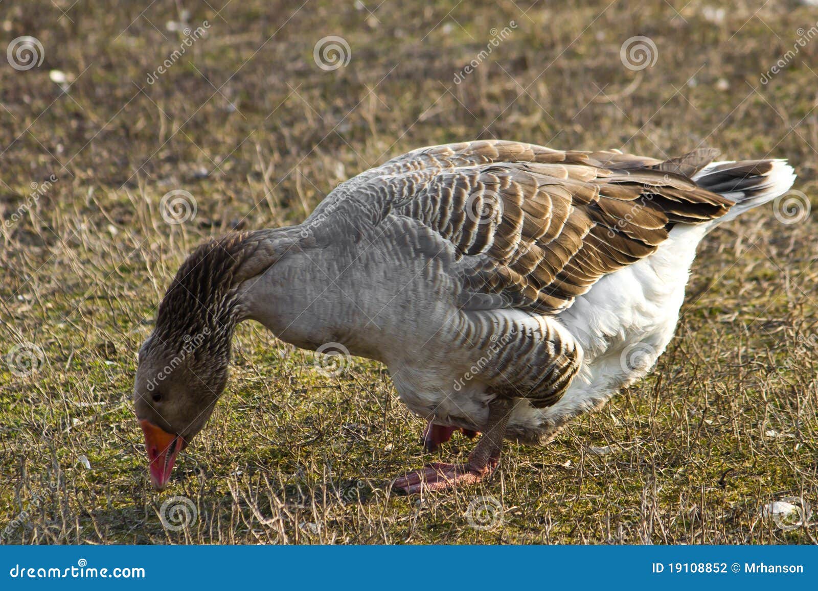Gray Goose stock photo. Image of bird, grey, eurasian - 19108852