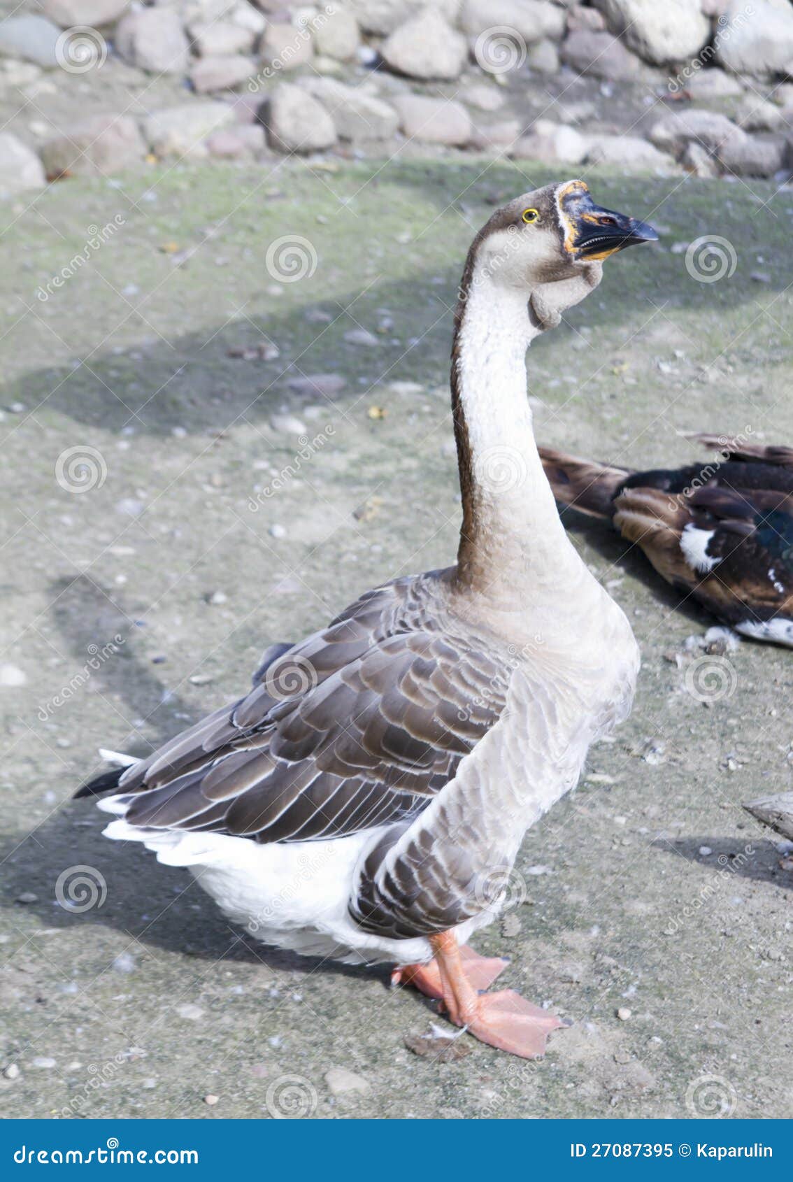 Gray goose stock image. Image of ornithology, orange - 27087395