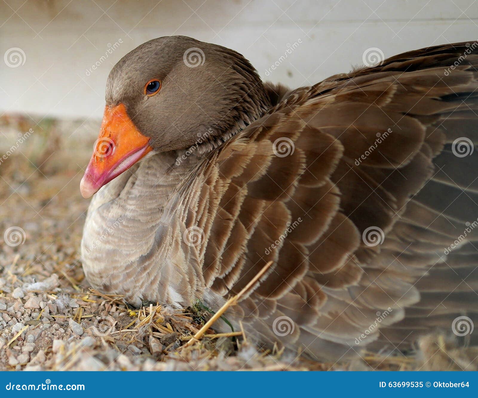 Gray goose with blue eyes stock image. Image of domestic - 63699535