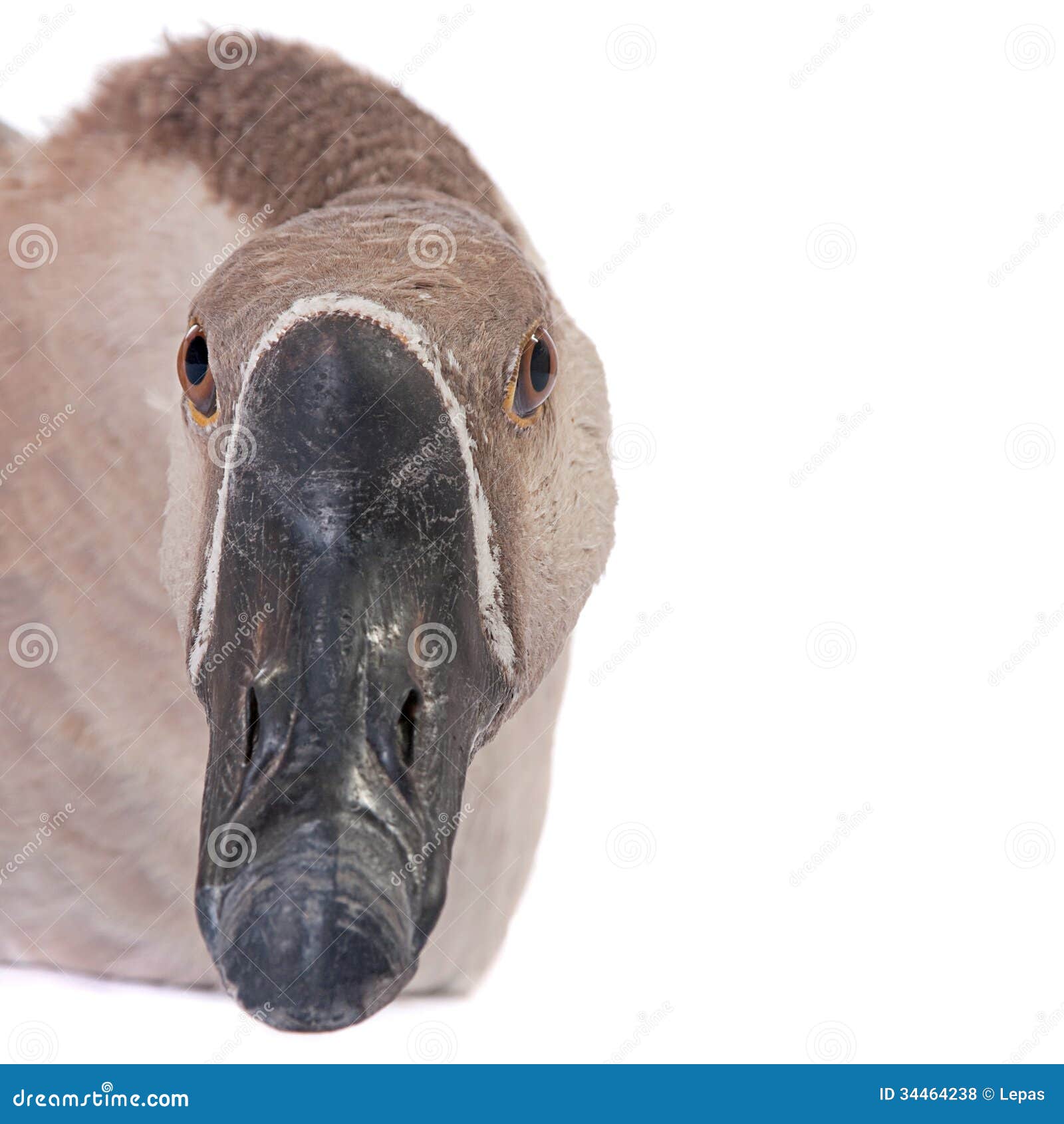 Gray goose closeup stock photo. Image of large, animal - 34464238