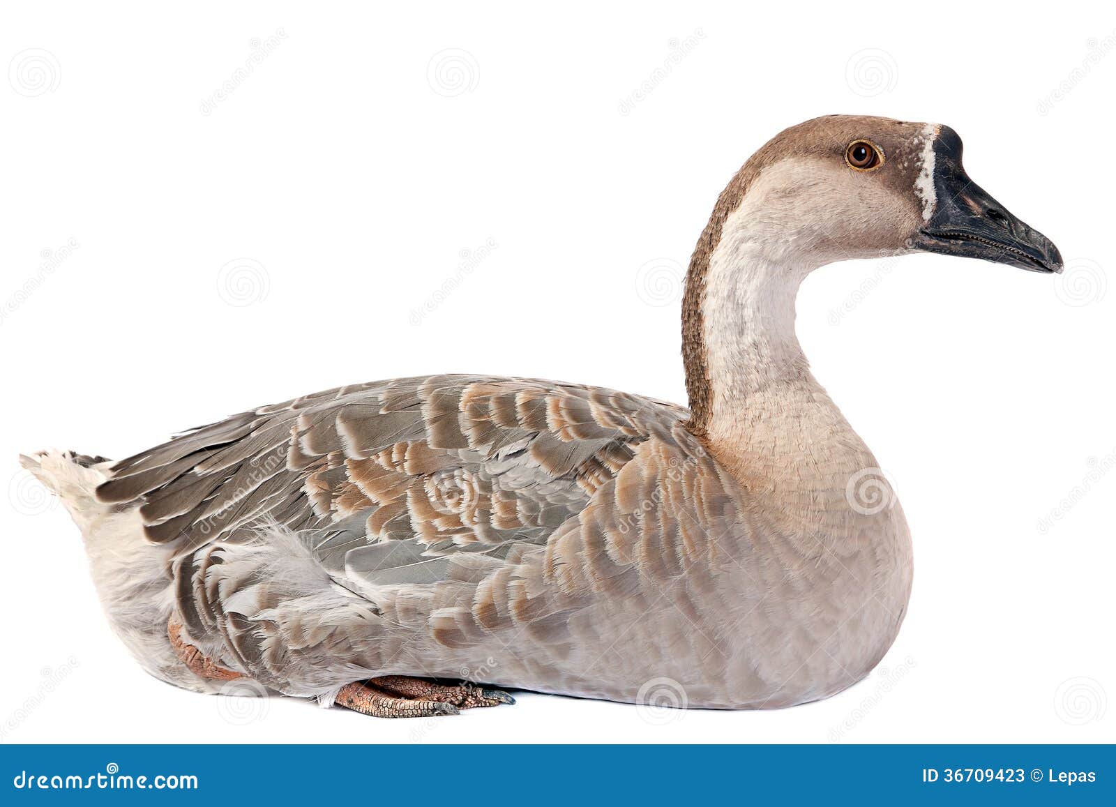 Gray goose stock image. Image of animal, agriculture - 36709423