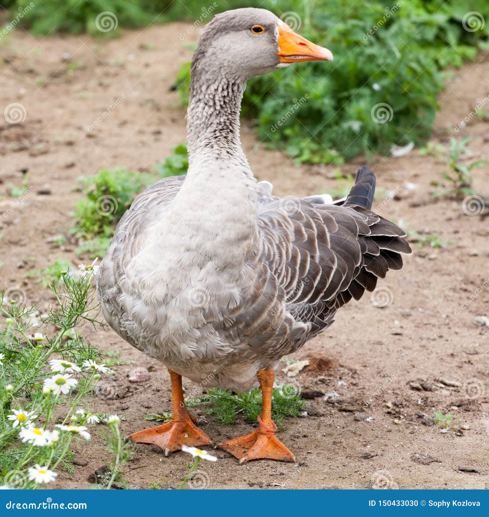 Gray Goose Full-size View on Summer Outdoor Background Stock Photo ...