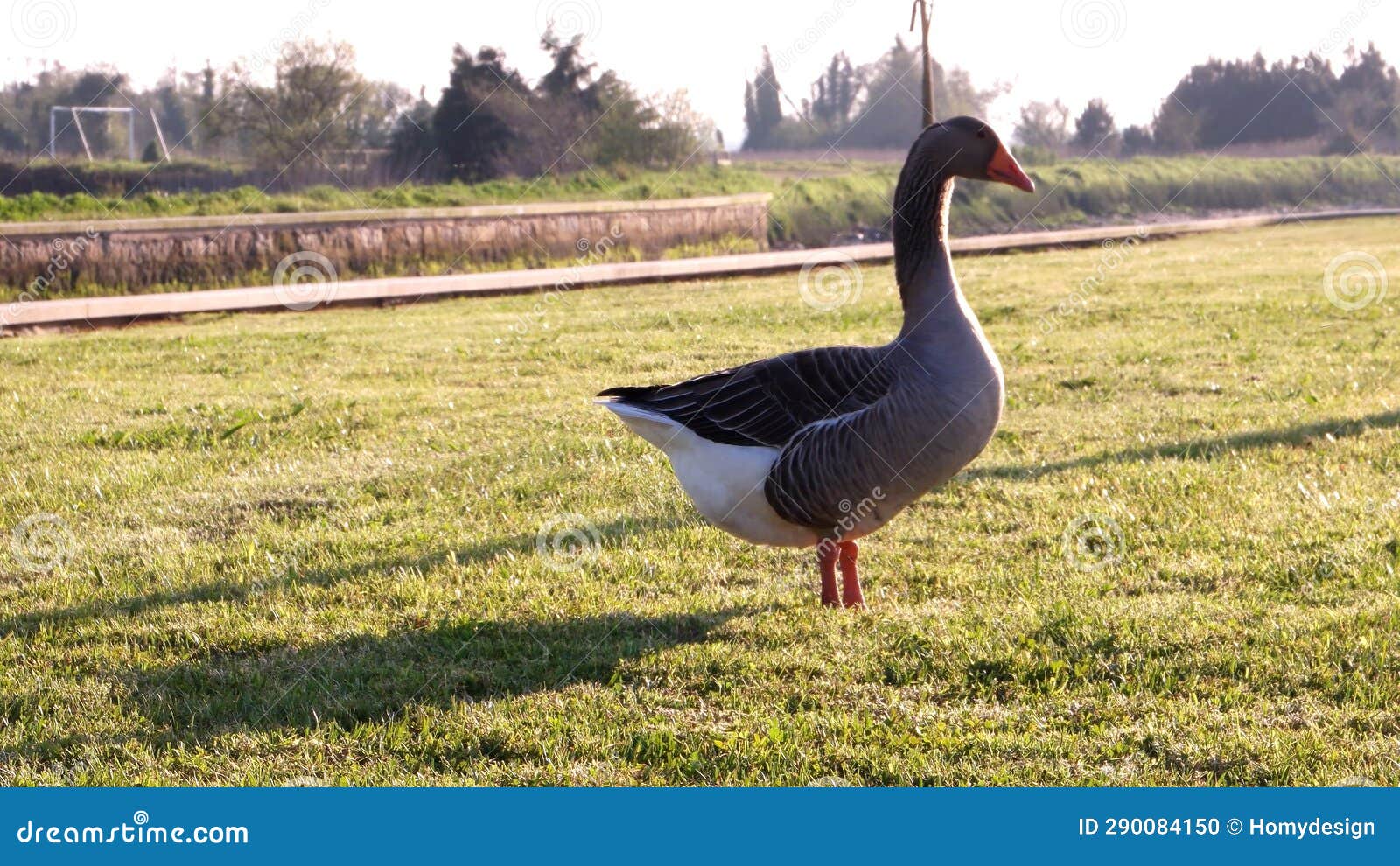 Gray goose on green grass stock photo. Image of waterfowl - 290084150