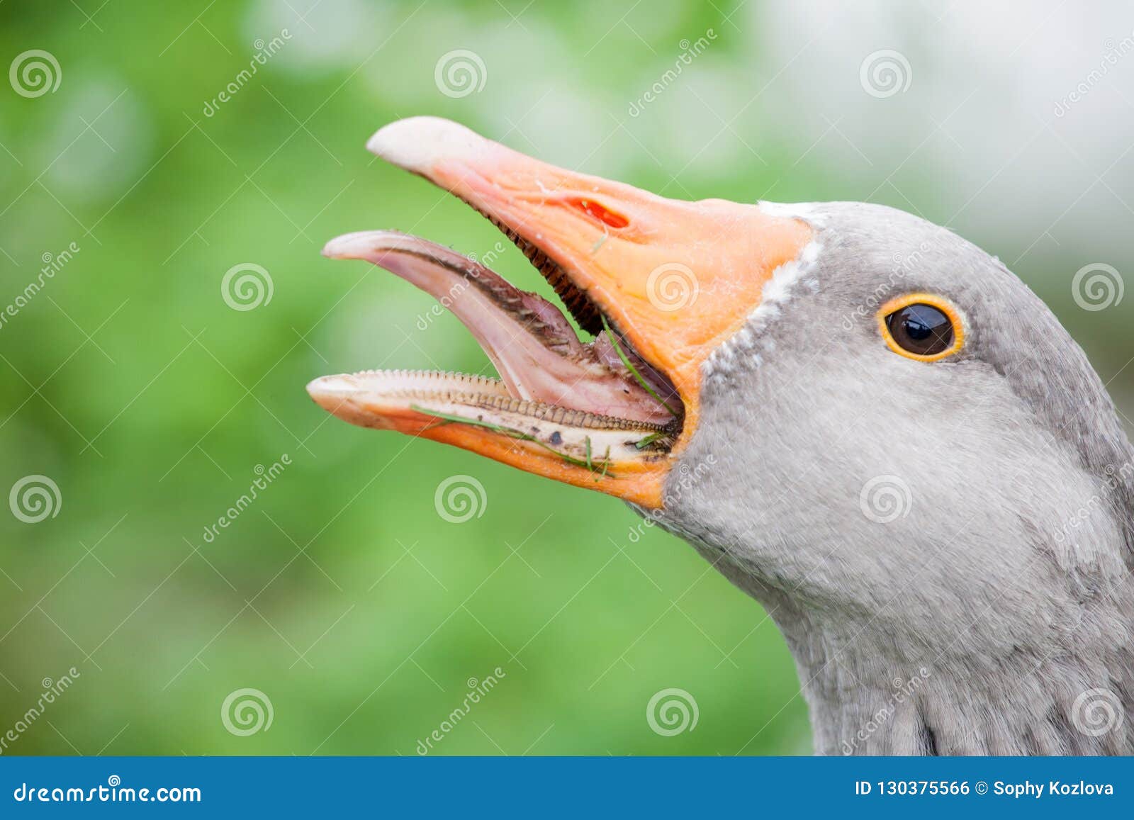 Gray Goose Head with Open Beak Stock Photo - Image of grass, feathers ...