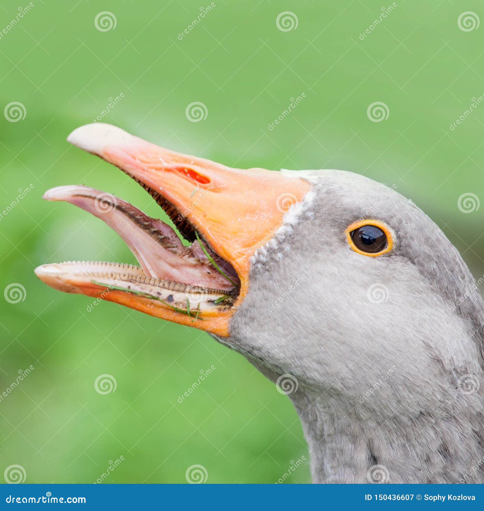 Gray Goose Head with Open Beak Side View Closeup Stock Image - Image of ...